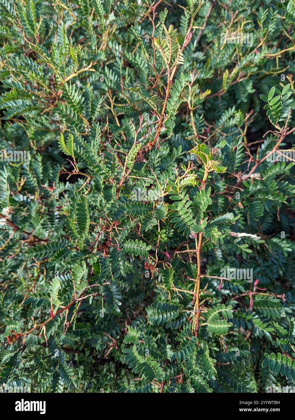 Sunshine Wattle (Acacia terminalis Stock Photo - Alamy