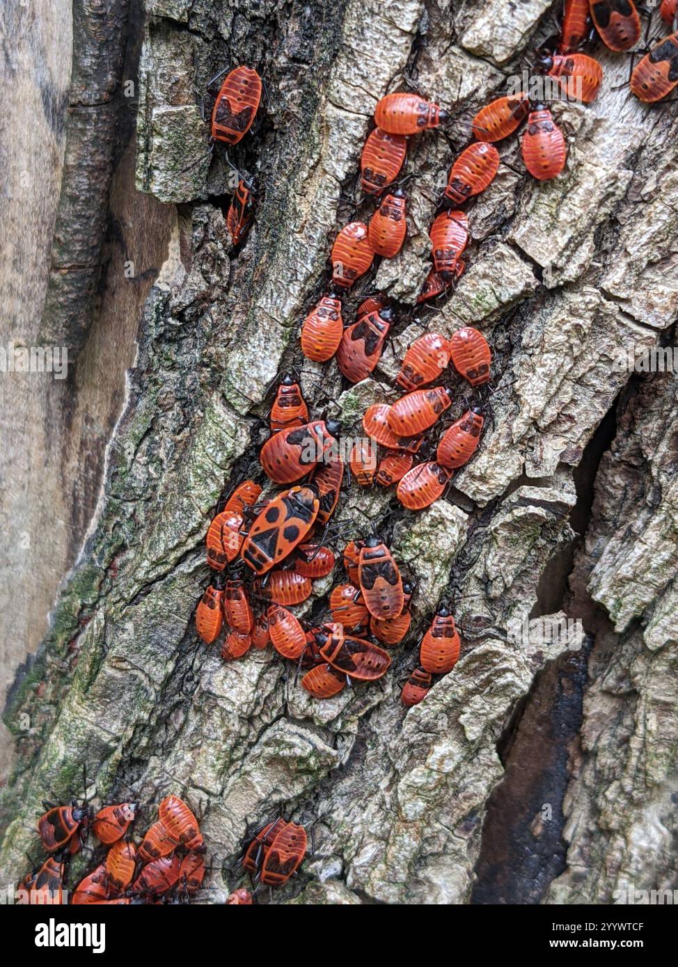 European Firebug (Pyrrhocoris apterus Stock Photo - Alamy