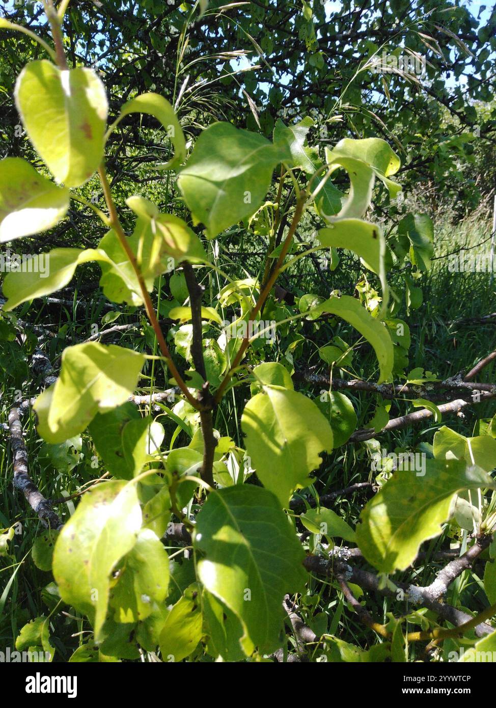 Wild Pear (Pyrus communis pyraster Stock Photo - Alamy