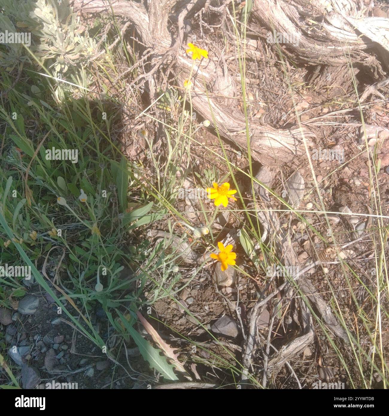 Xanthisma hi-res stock photography and images - Alamy