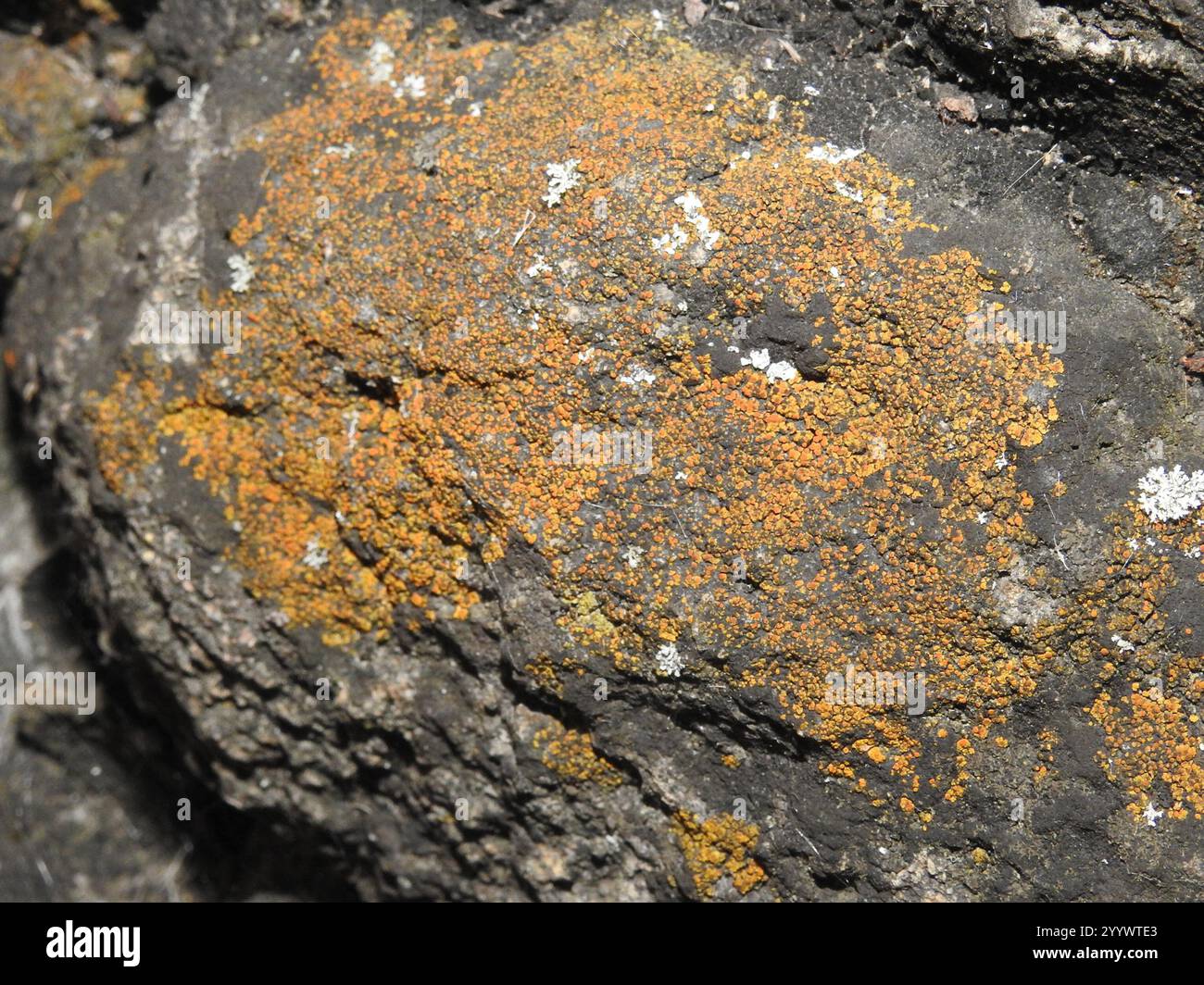 Orange Atoms (Squamulea subsoluta Stock Photo - Alamy