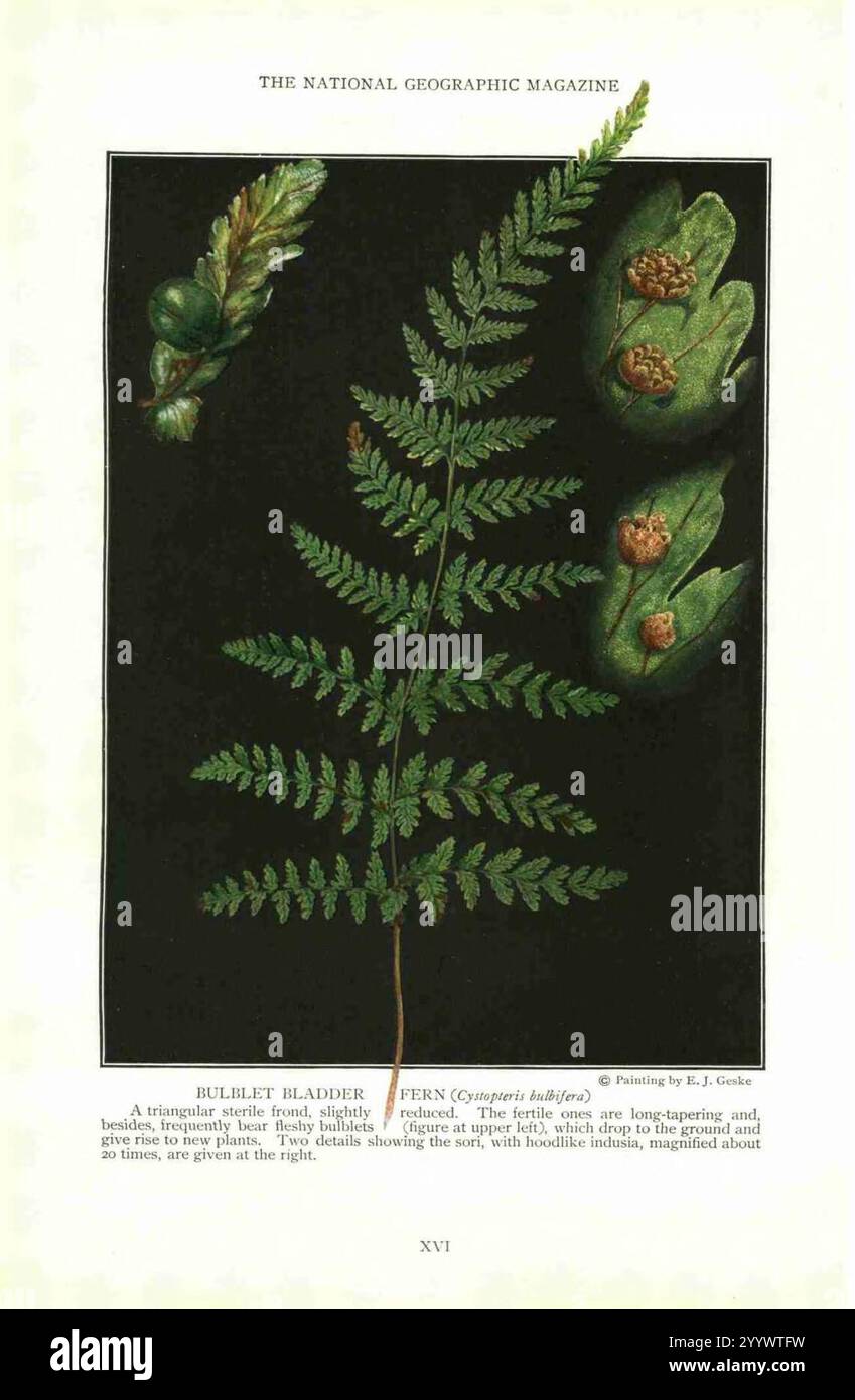 E. J. Geske - Marvels of Fern Life 16 - Bulblet bladder fern ...