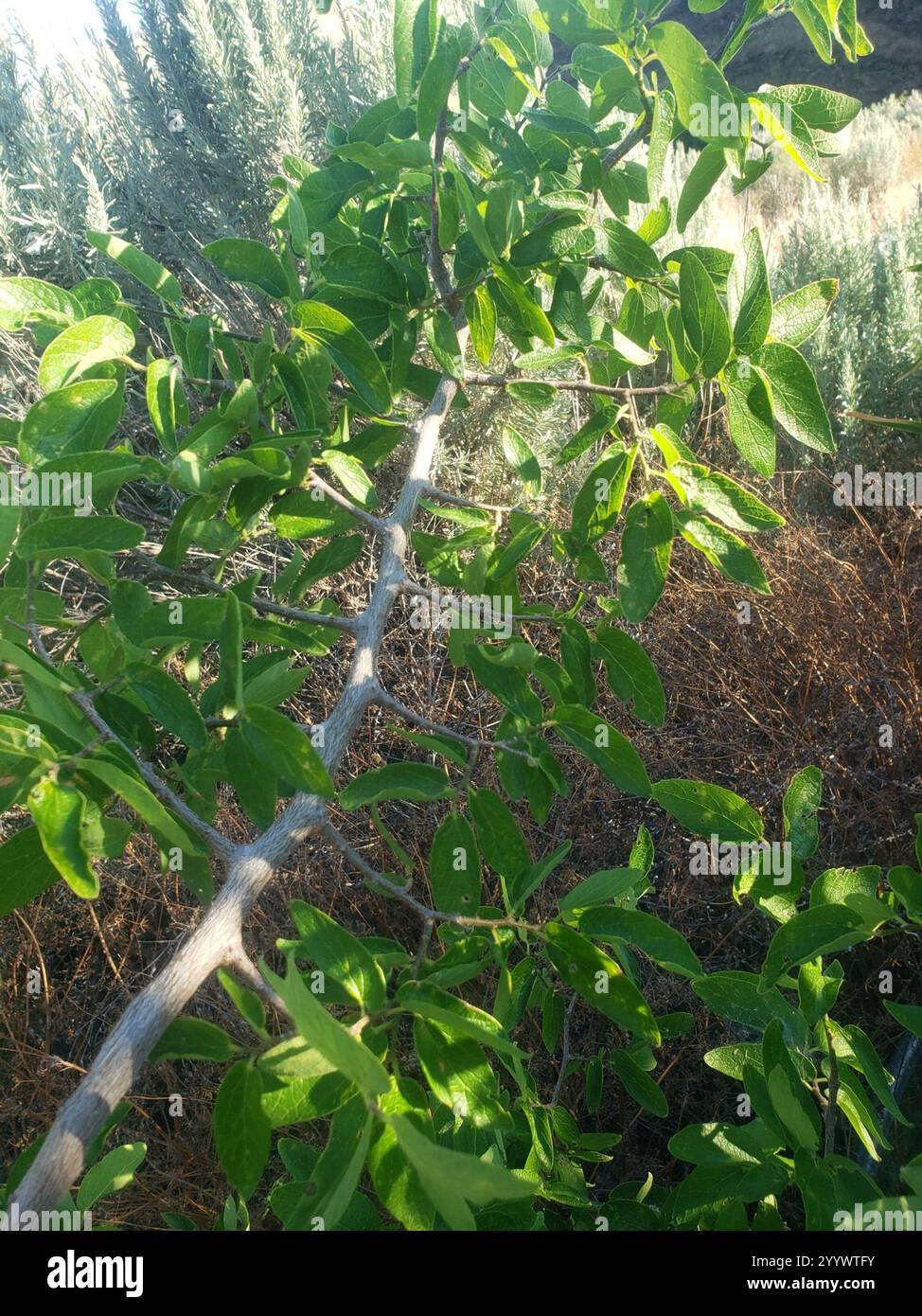 netleaf hackberry (Celtis reticulata Stock Photo - Alamy