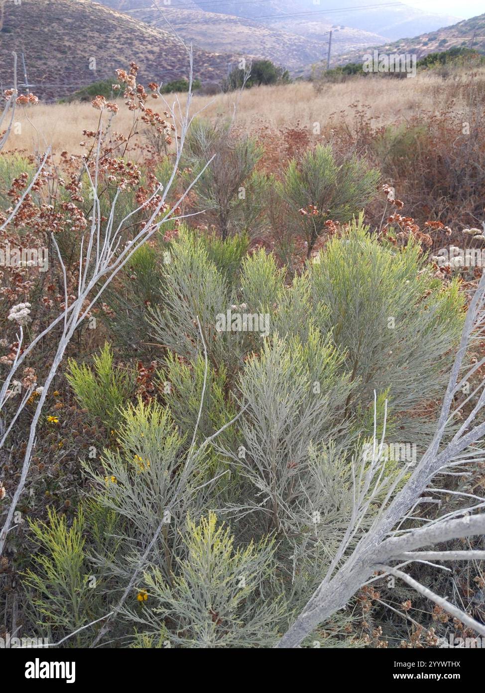 Desert Broom (Baccharis sarothroides Stock Photo - Alamy