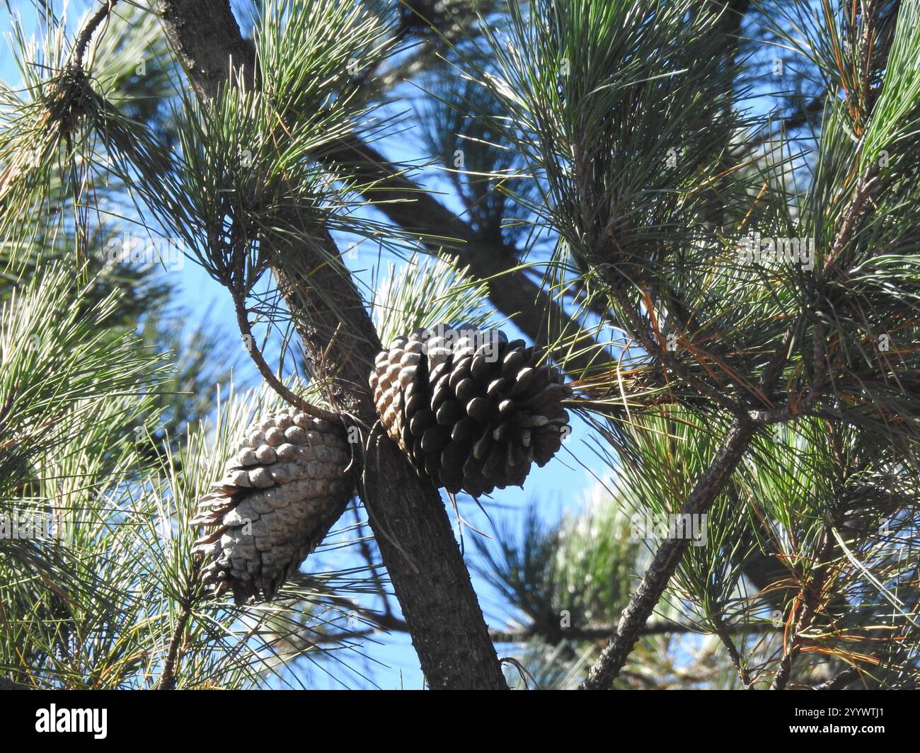 Monterey pine (Pinus radiata Stock Photo - Alamy