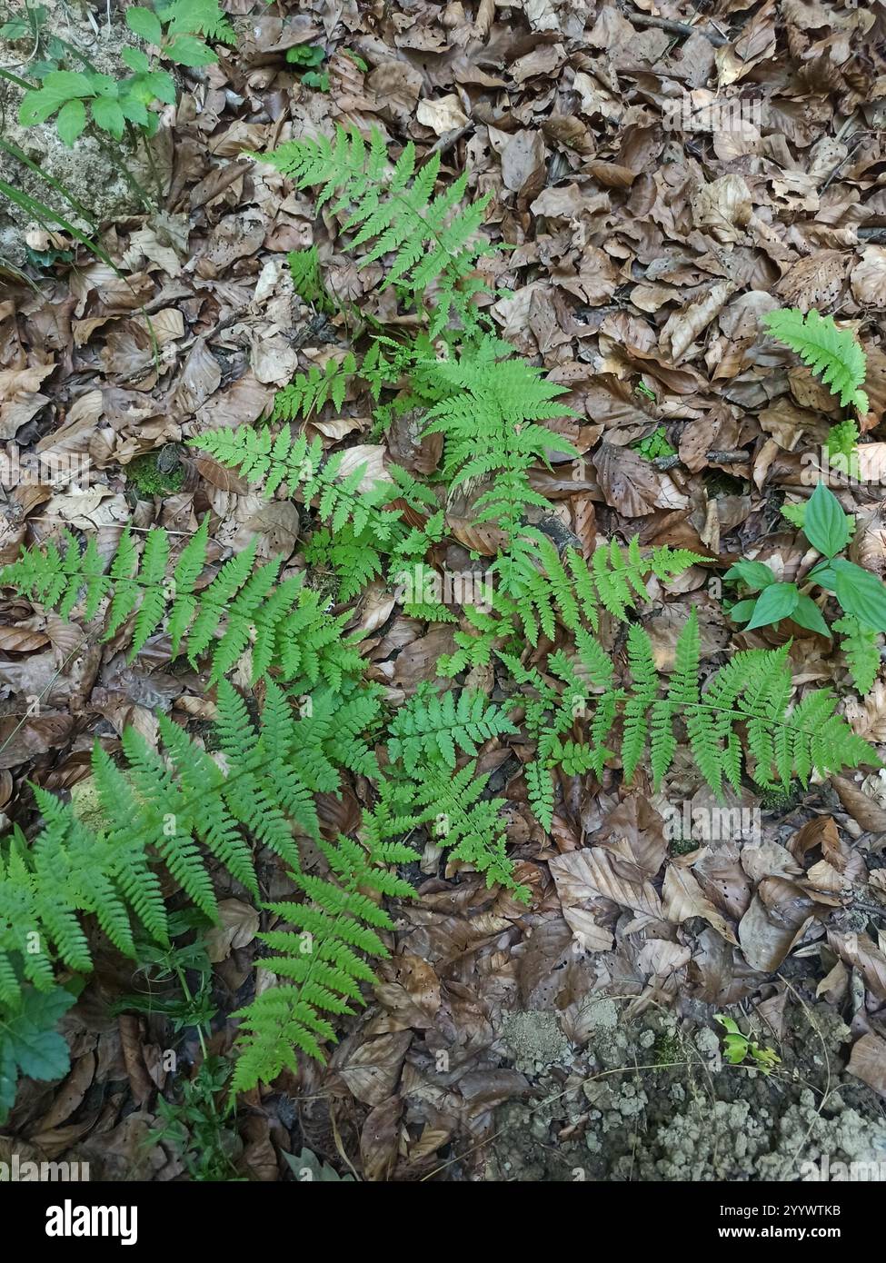 lady fern (Athyrium filix-femina Stock Photo - Alamy