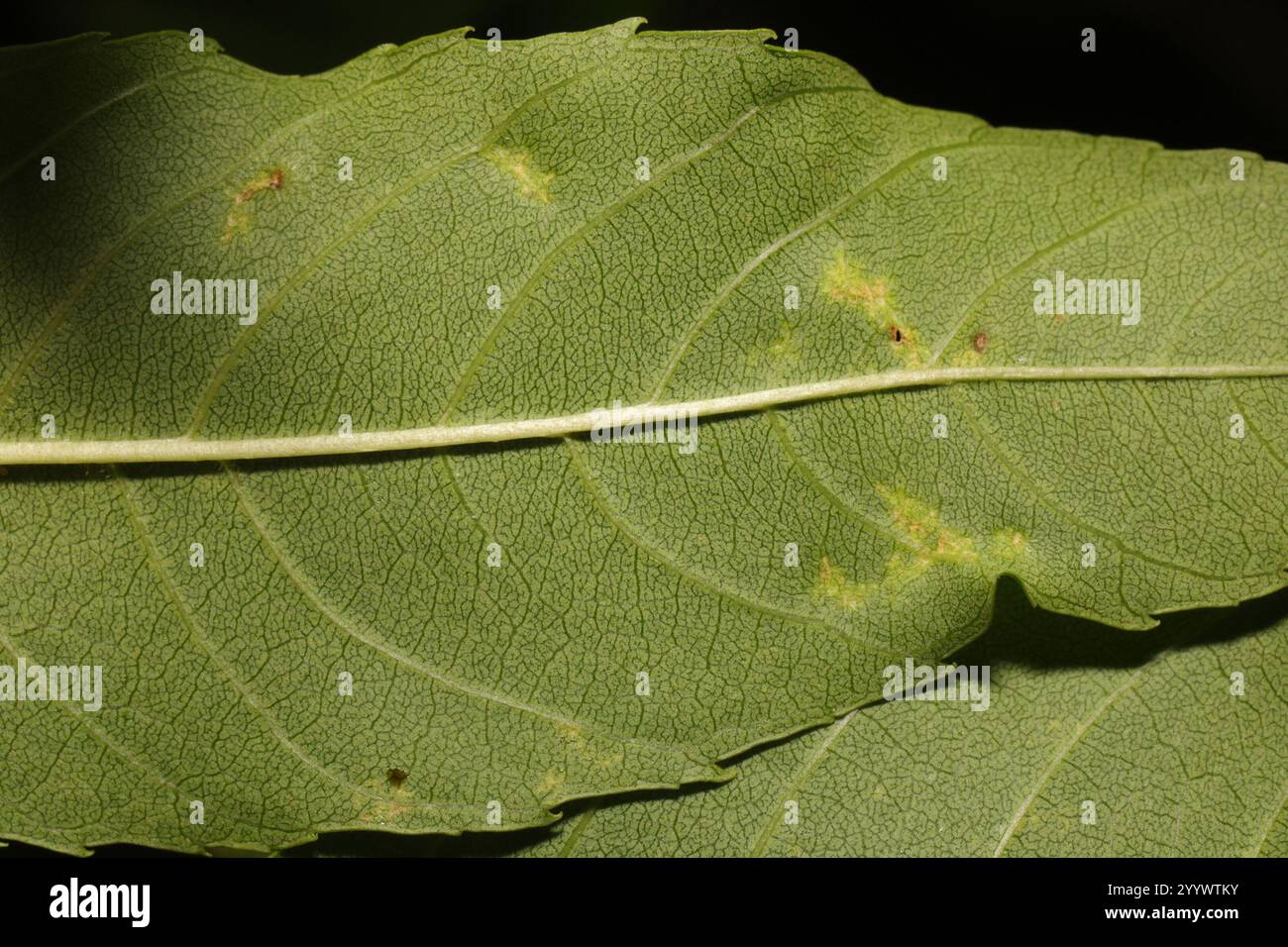 Aculus hi-res stock photography and images - Alamy