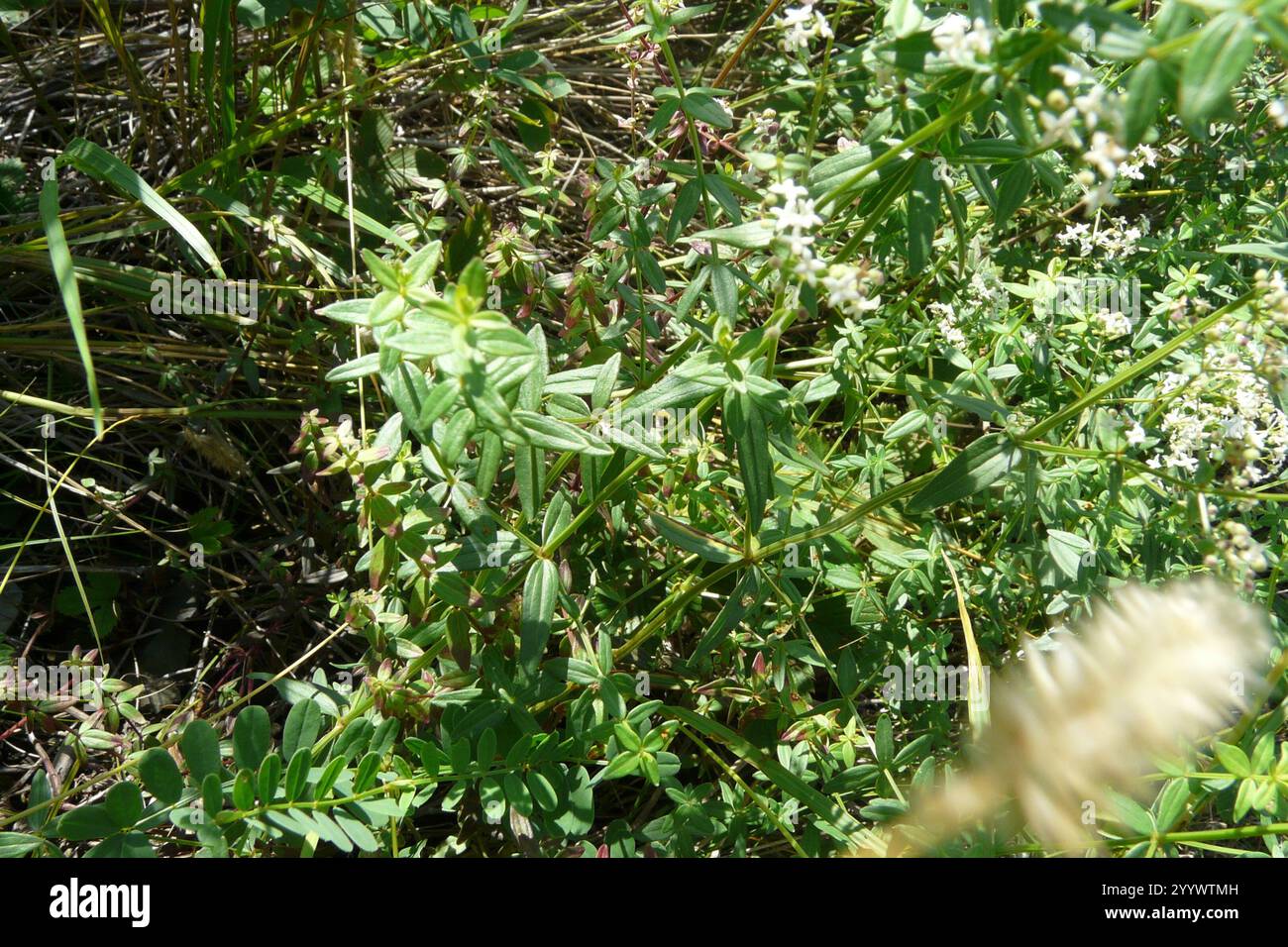 Northern Bedstraw (Galium boreale Stock Photo - Alamy
