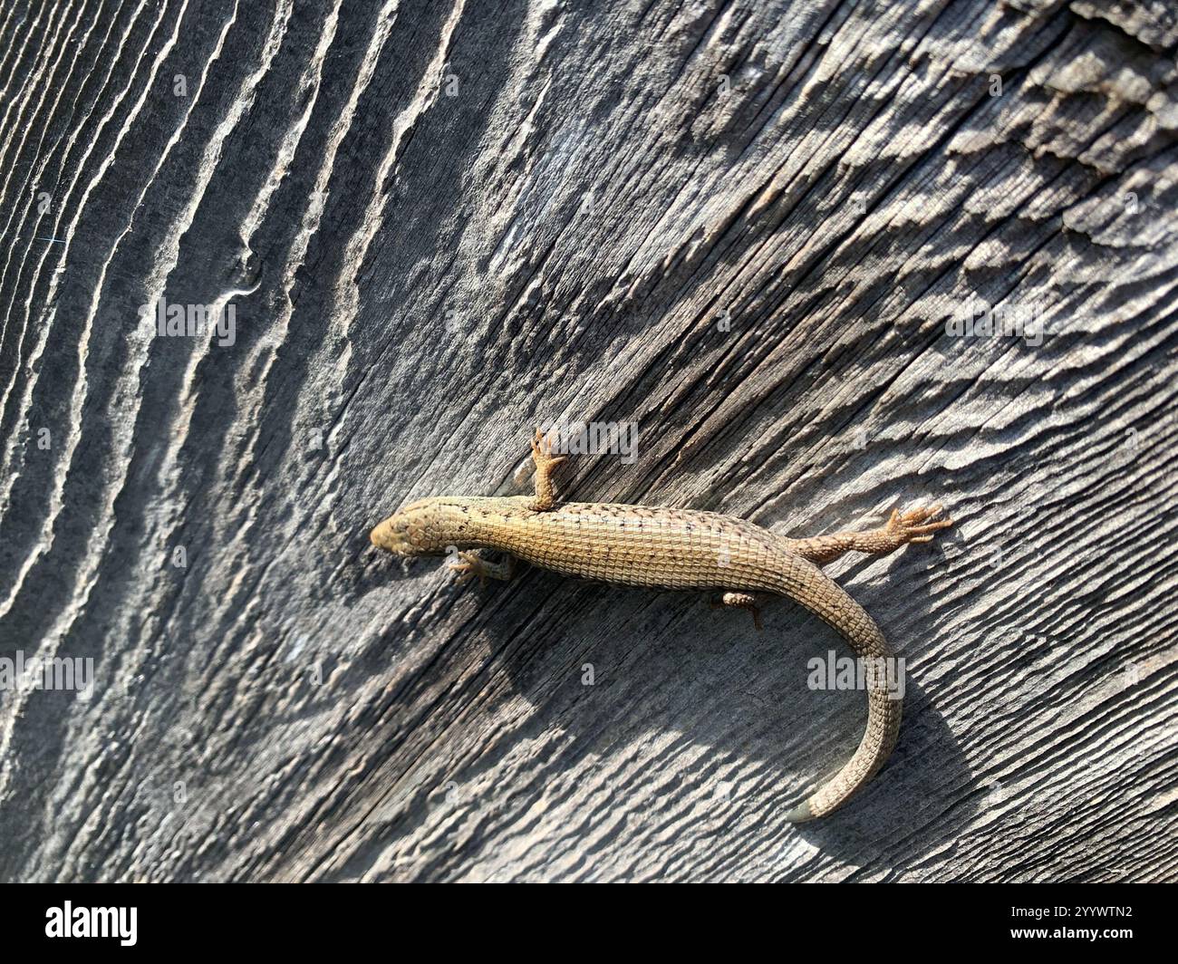 Northern Alligator Lizard (Elgaria coerulea Stock Photo - Alamy