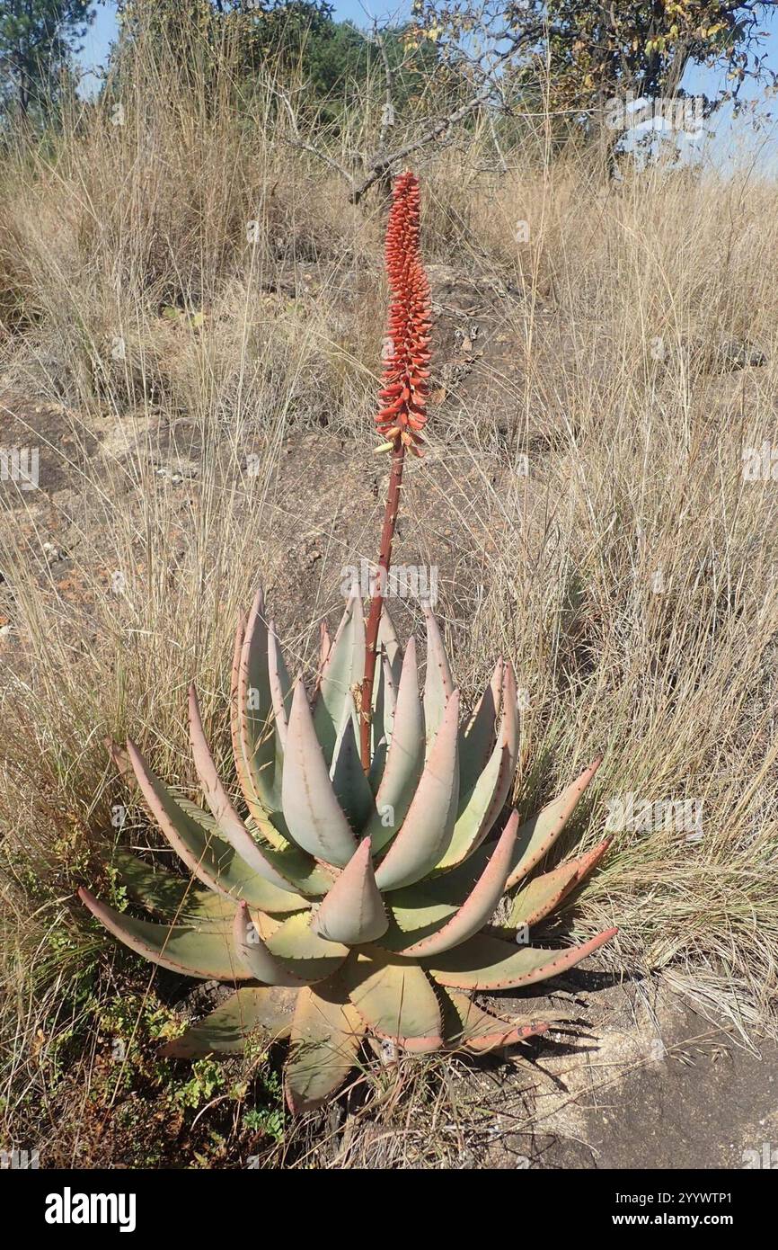 Aloe petricola hi-res stock photography and images - Alamy
