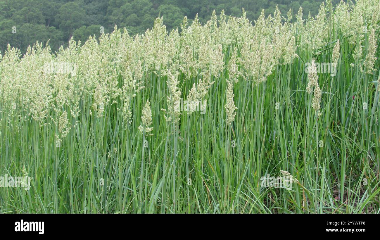 Large-flower Bluegrass (Poa eminens Stock Photo - Alamy