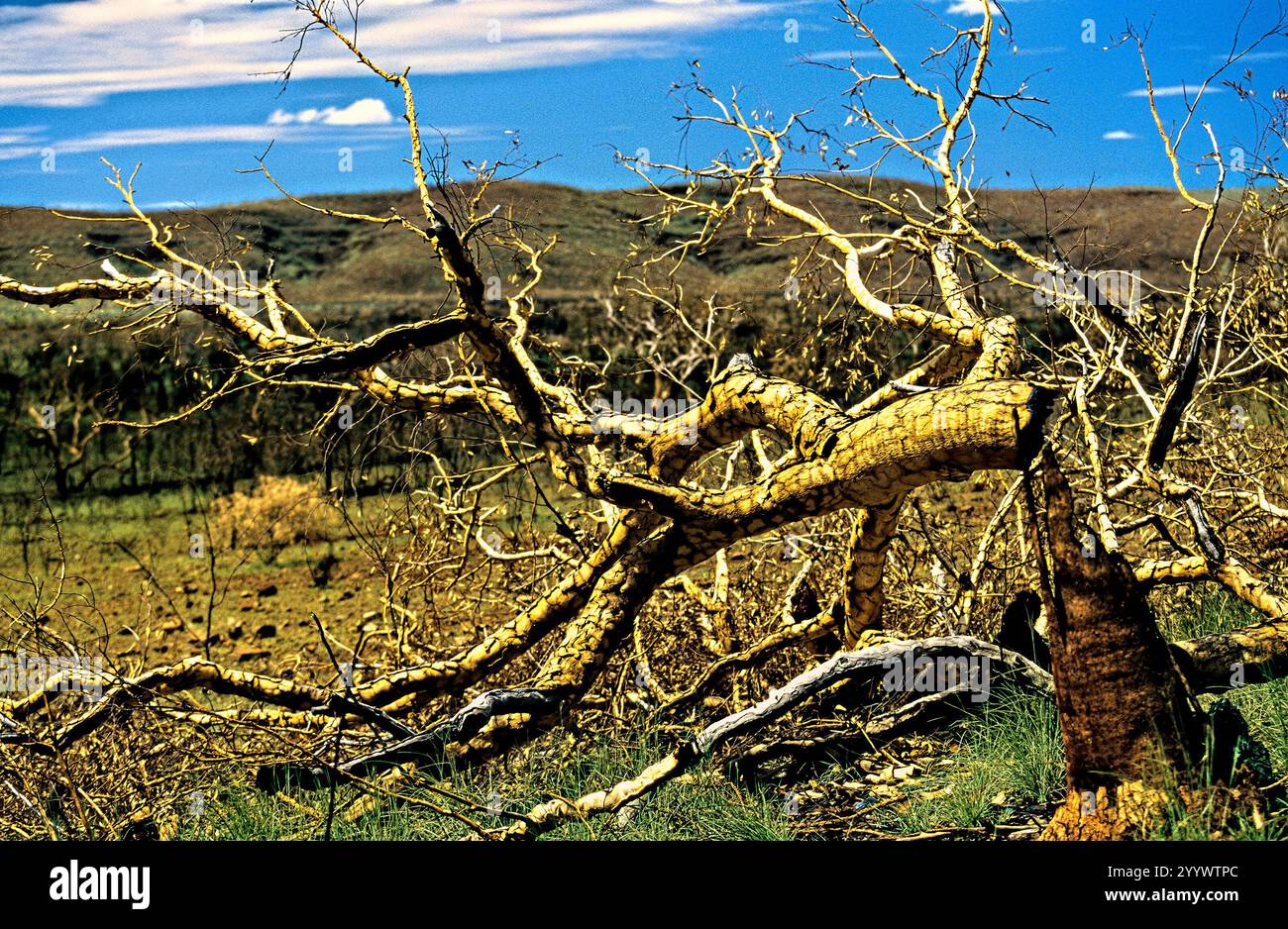 Fallen Eucalyptus Gum Tree 6 months after fire, Pilbara, Northwest ...