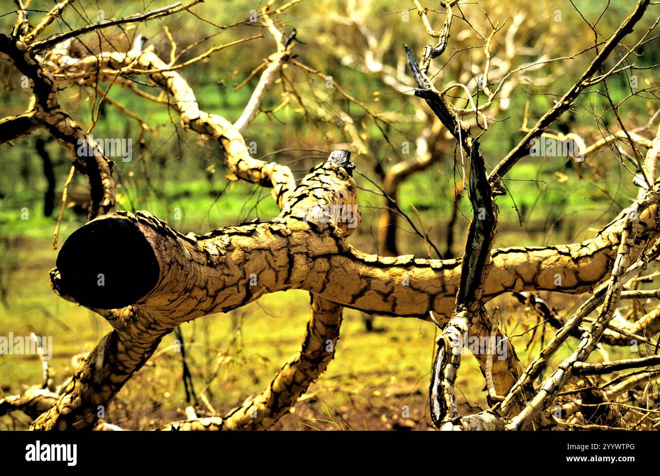 Fallen burnt Eucalyptus Gum Tree, Pilbara, Northwest Australia Stock ...