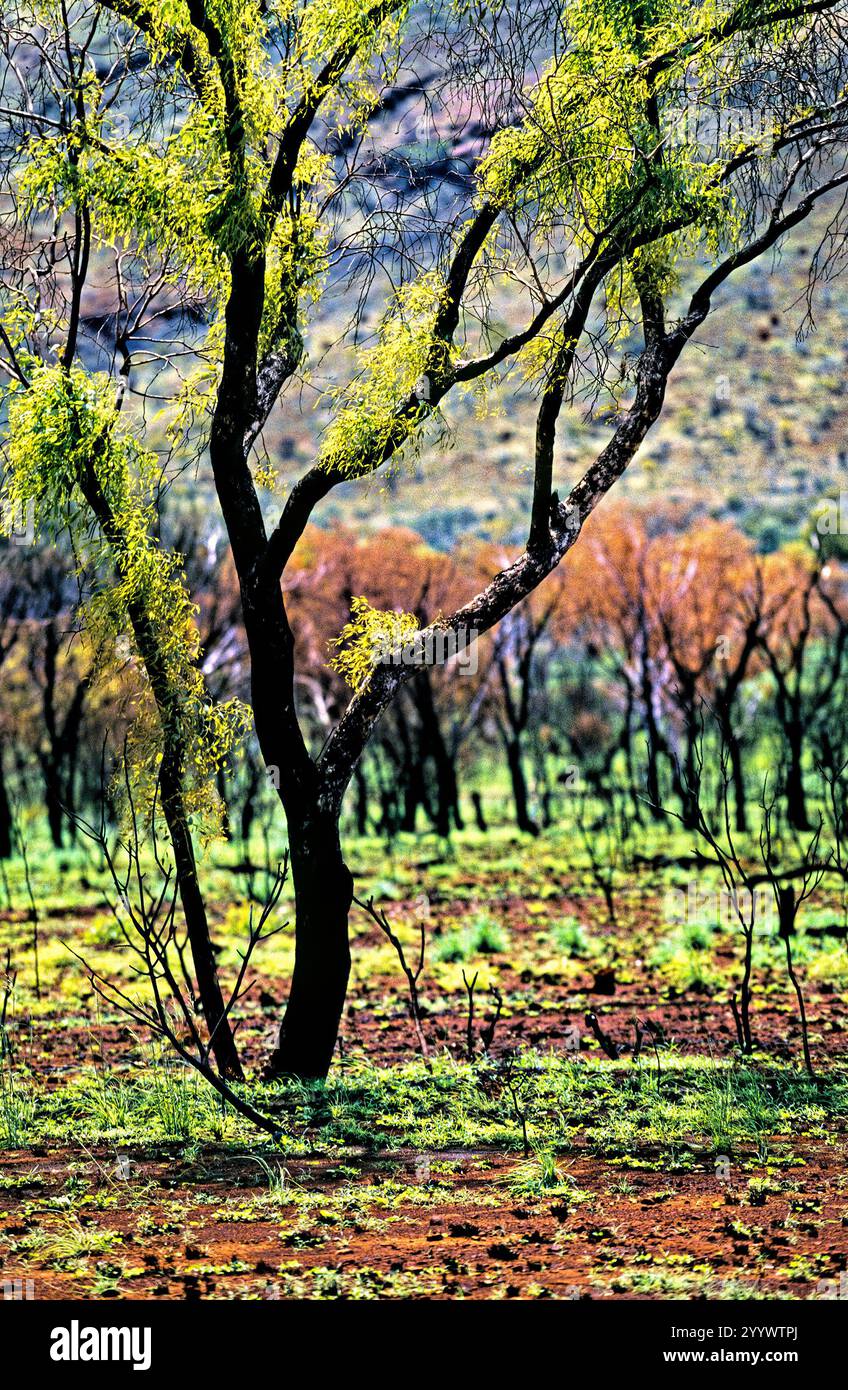 Eucalyptus Gum Tree recovering 6 months after fire, Pilbara, Northwest ...