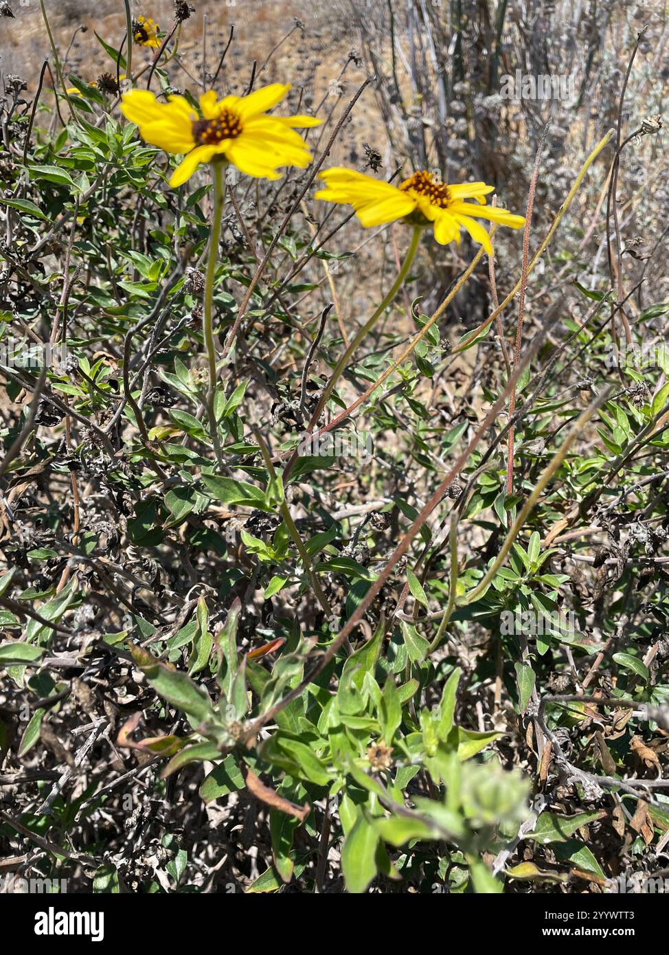 California brittlebush (Encelia californica Stock Photo - Alamy