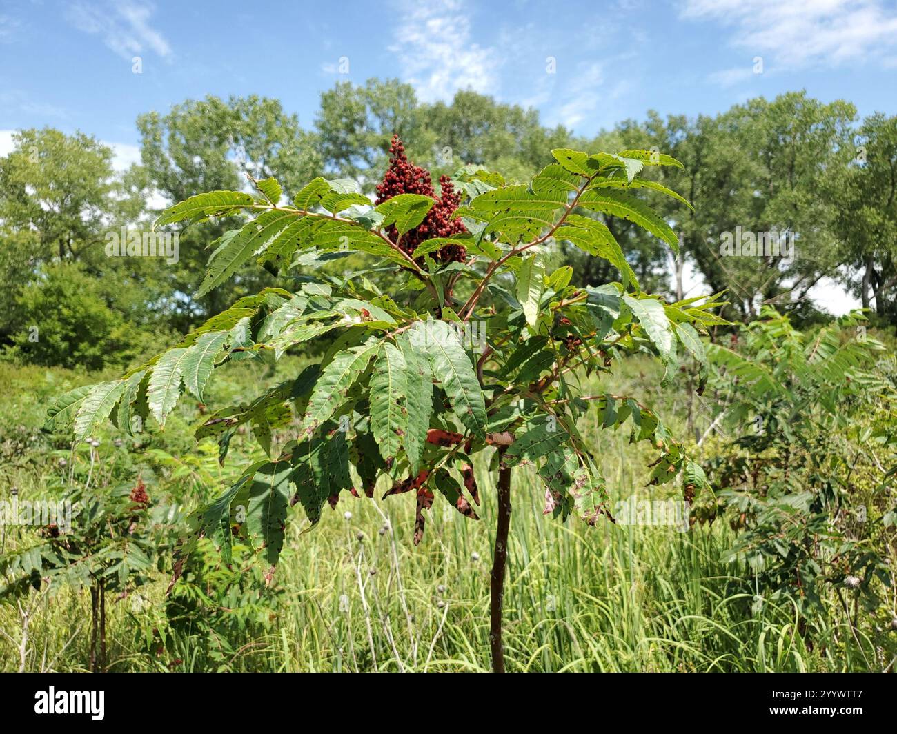 smooth sumac (Rhus glabra Stock Photo - Alamy