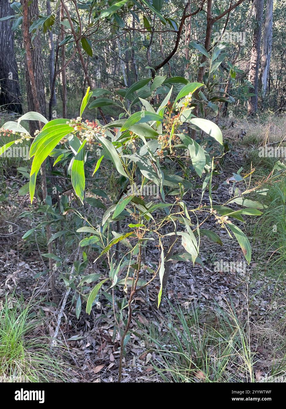 Acacia falcata hi-res stock photography and images - Alamy