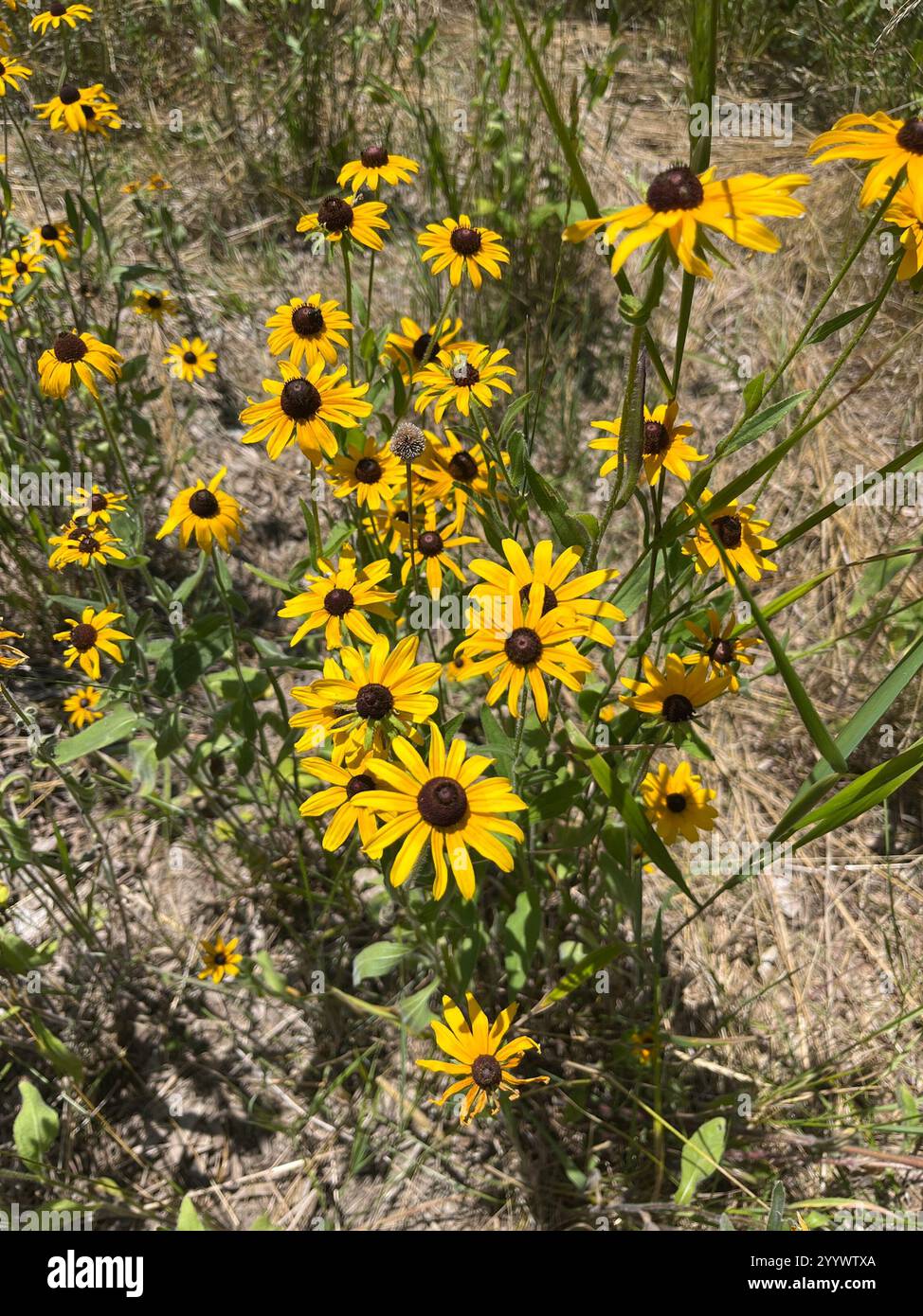brown-eyed Susan (Rudbeckia triloba Stock Photo - Alamy