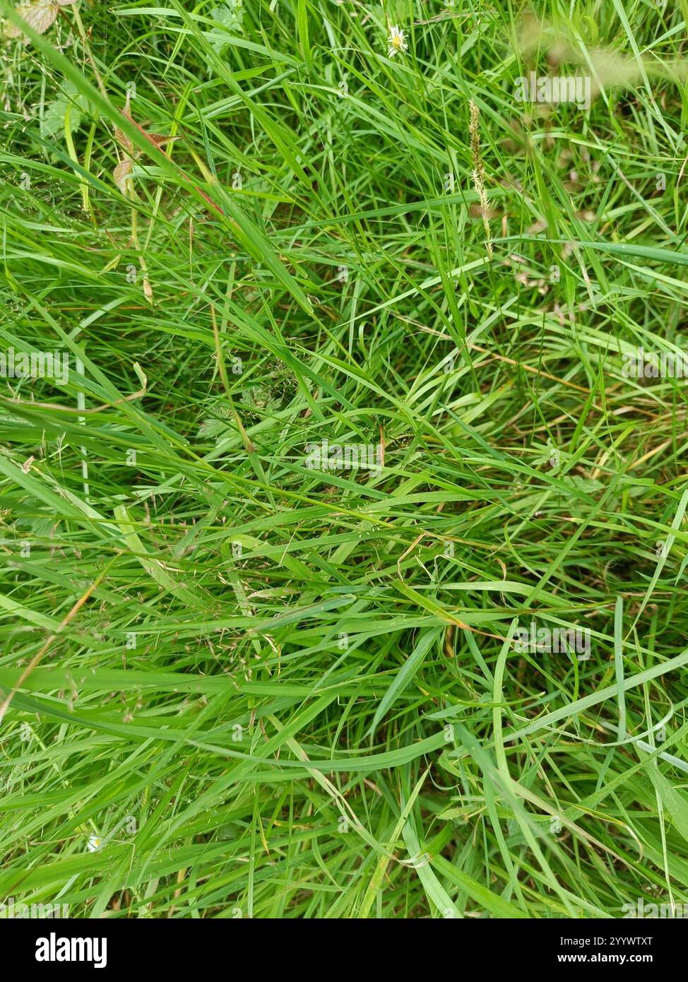bent grass (Agrostis Stock Photo - Alamy