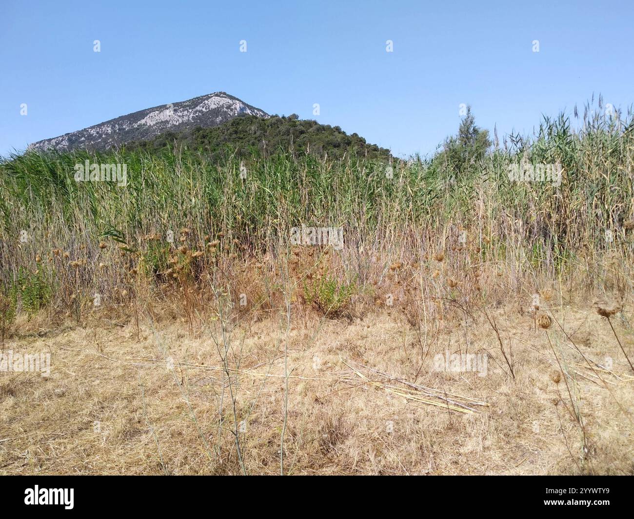 giant reed (Arundo donax Stock Photo - Alamy