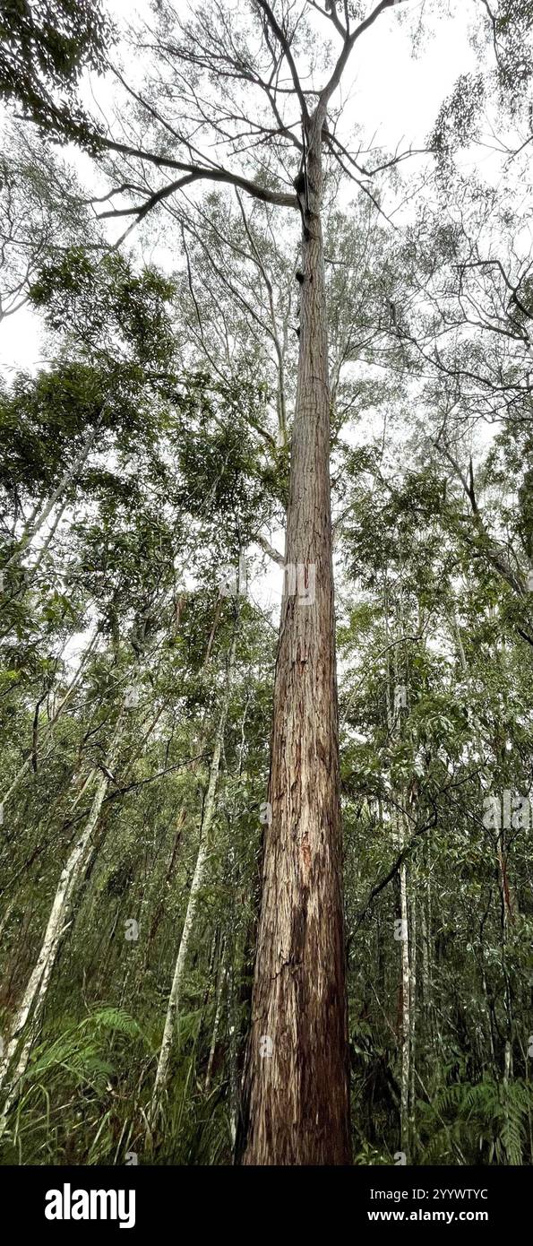 Blackbutt (Eucalyptus pilularis Stock Photo - Alamy