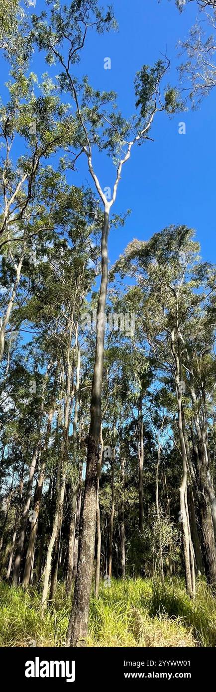 Carbeen (Corymbia tessellaris Stock Photo - Alamy