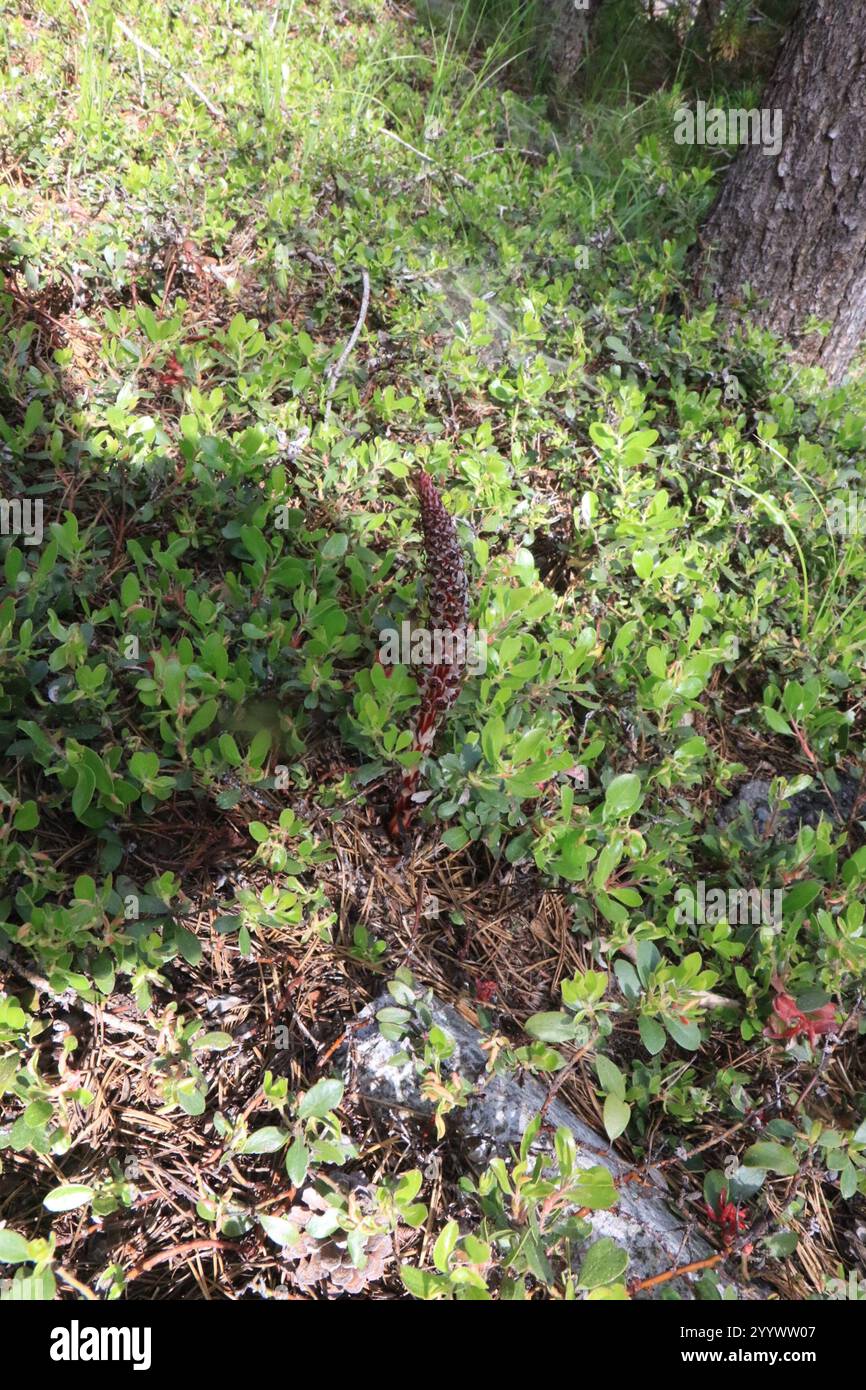 sugarstick (Allotropa virgata Stock Photo - Alamy