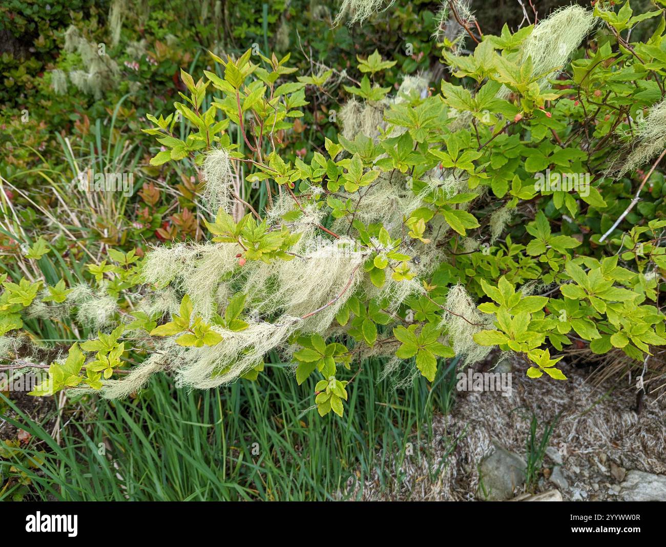 mock azalea (Rhododendron menziesii Stock Photo - Alamy
