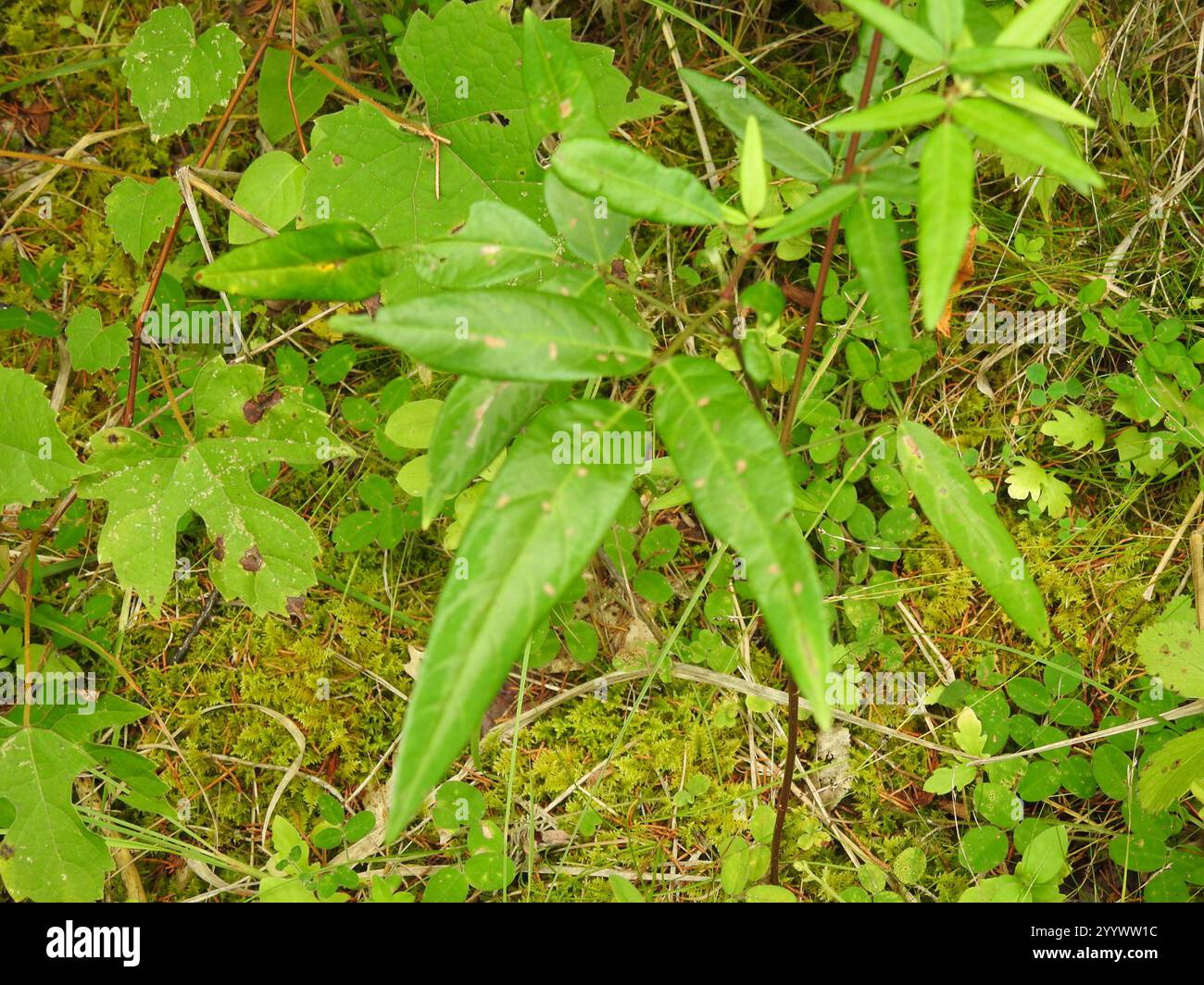 stiff-hair sunflower (Helianthus hirsutus Stock Photo - Alamy