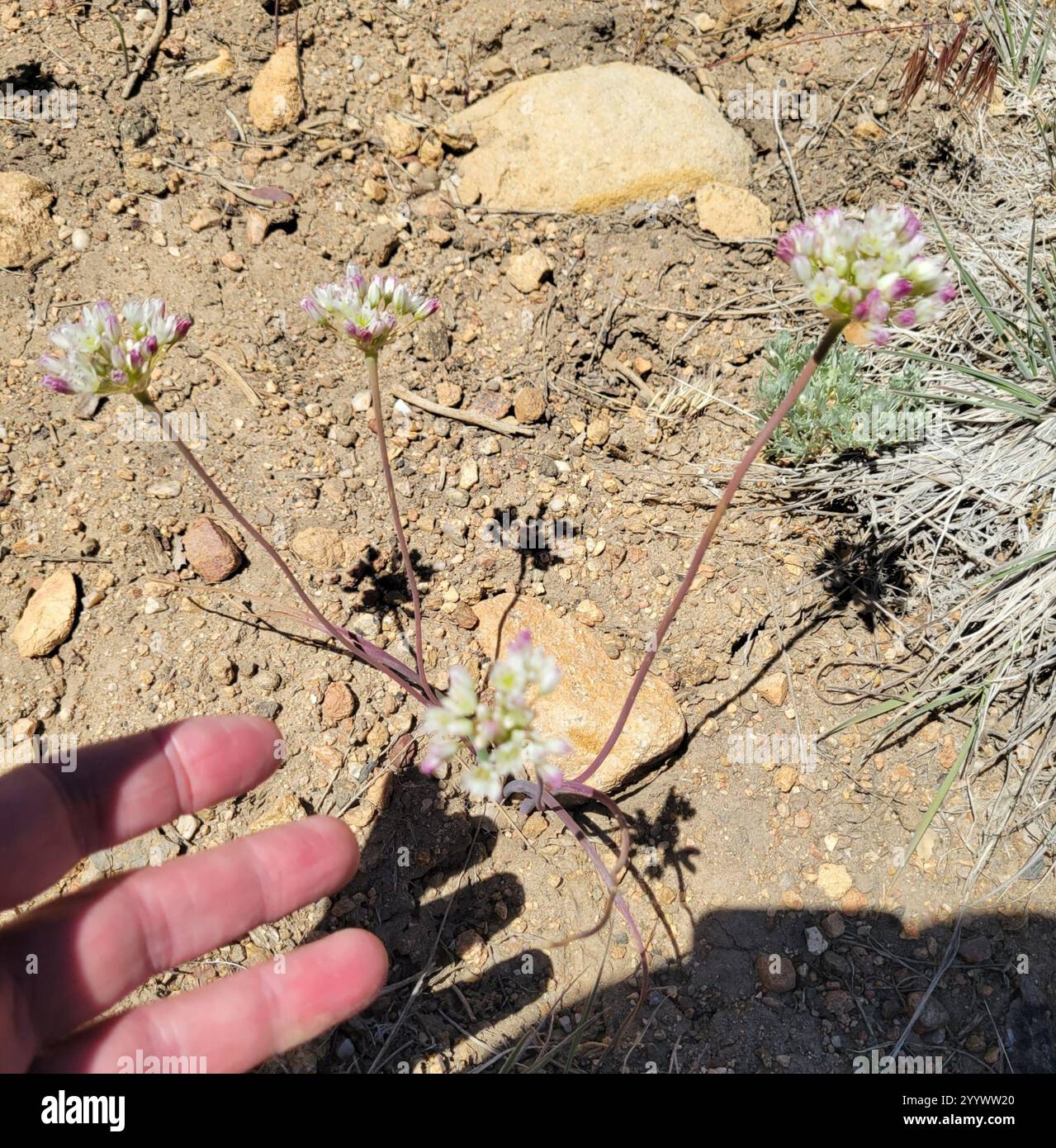 Mount Pinos onion (Allium howellii clokeyi Stock Photo - Alamy
