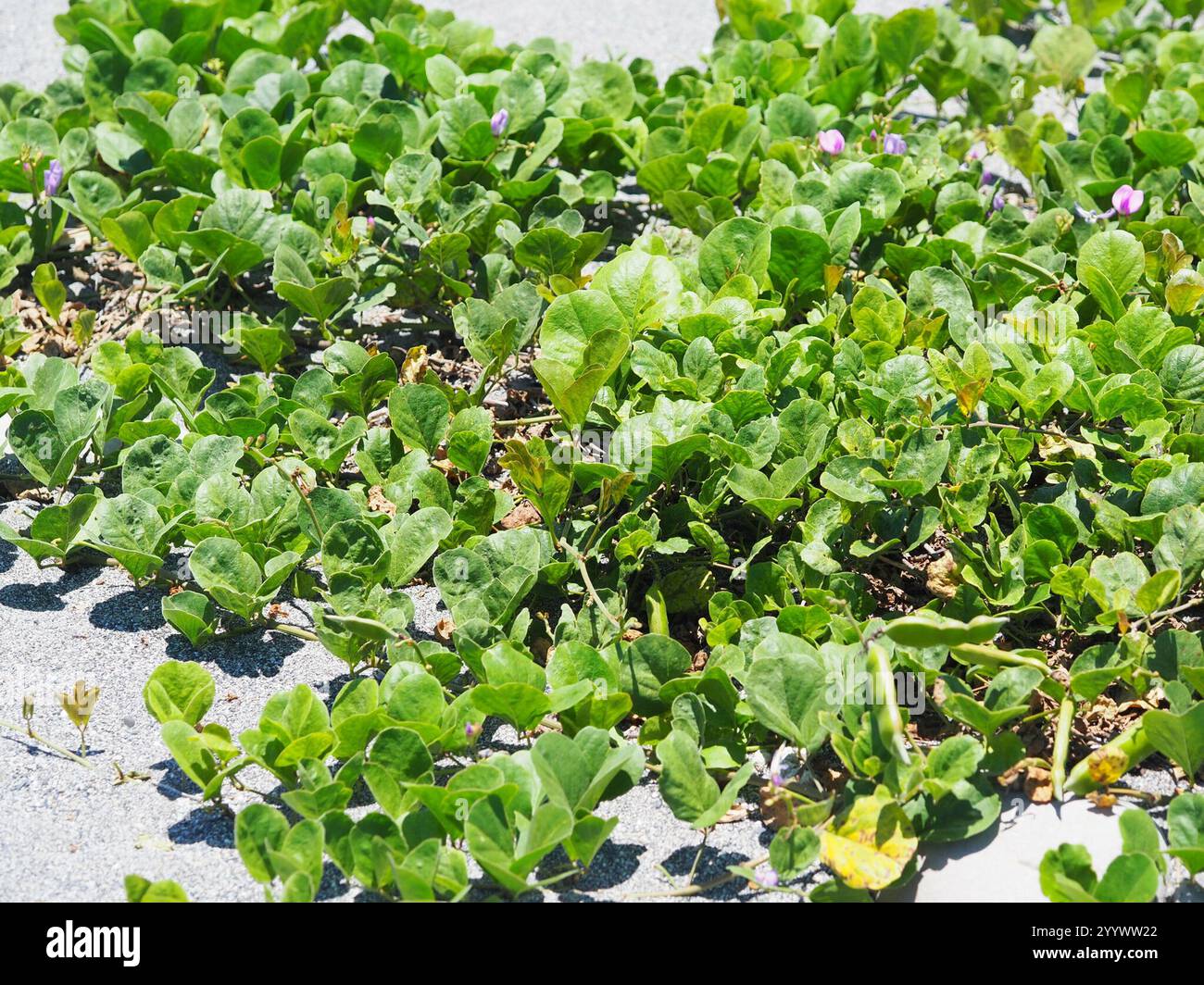 Beach Bean (Canavalia rosea Stock Photo - Alamy