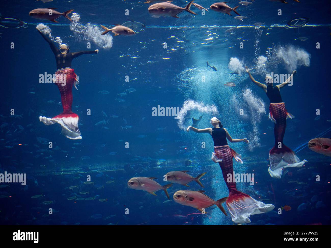 Sanya,China.12th December 2024. 2024 China Mermaid Open and Asian ...