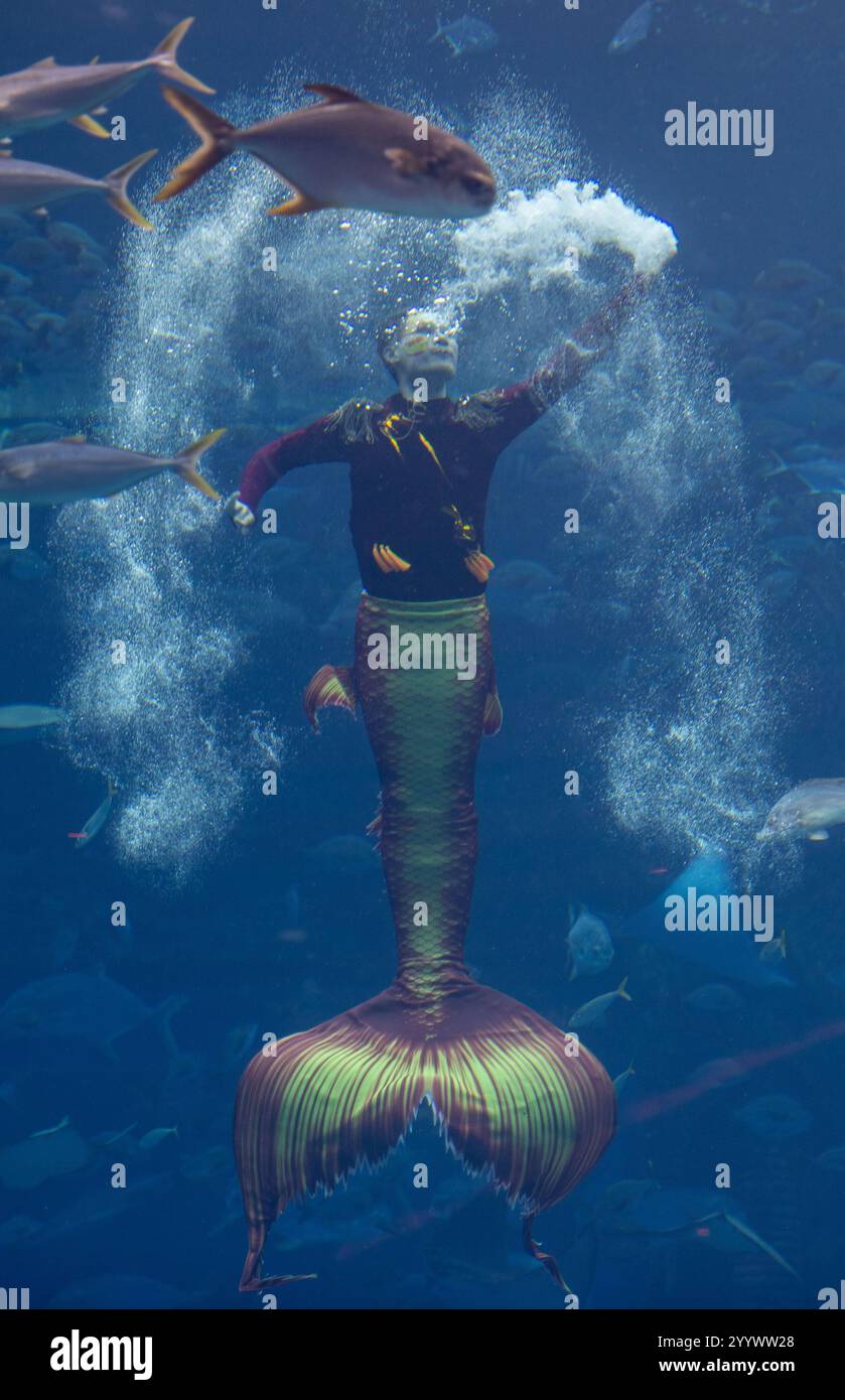 Sanya,China.12th December 2024. 2024 China Mermaid Open and Asian ...