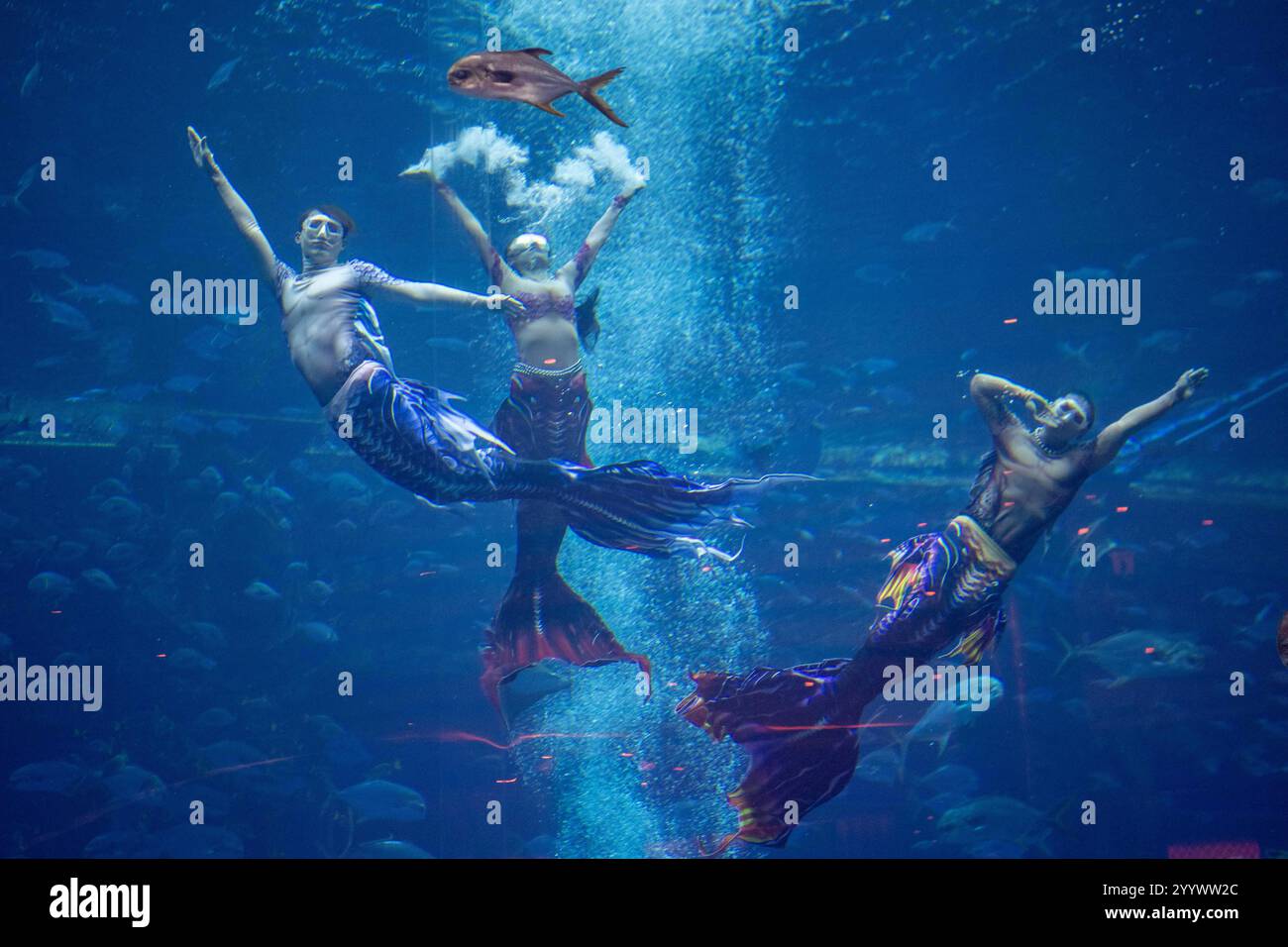 Sanya,China.12th December 2024. 2024 China Mermaid Open and Asian ...