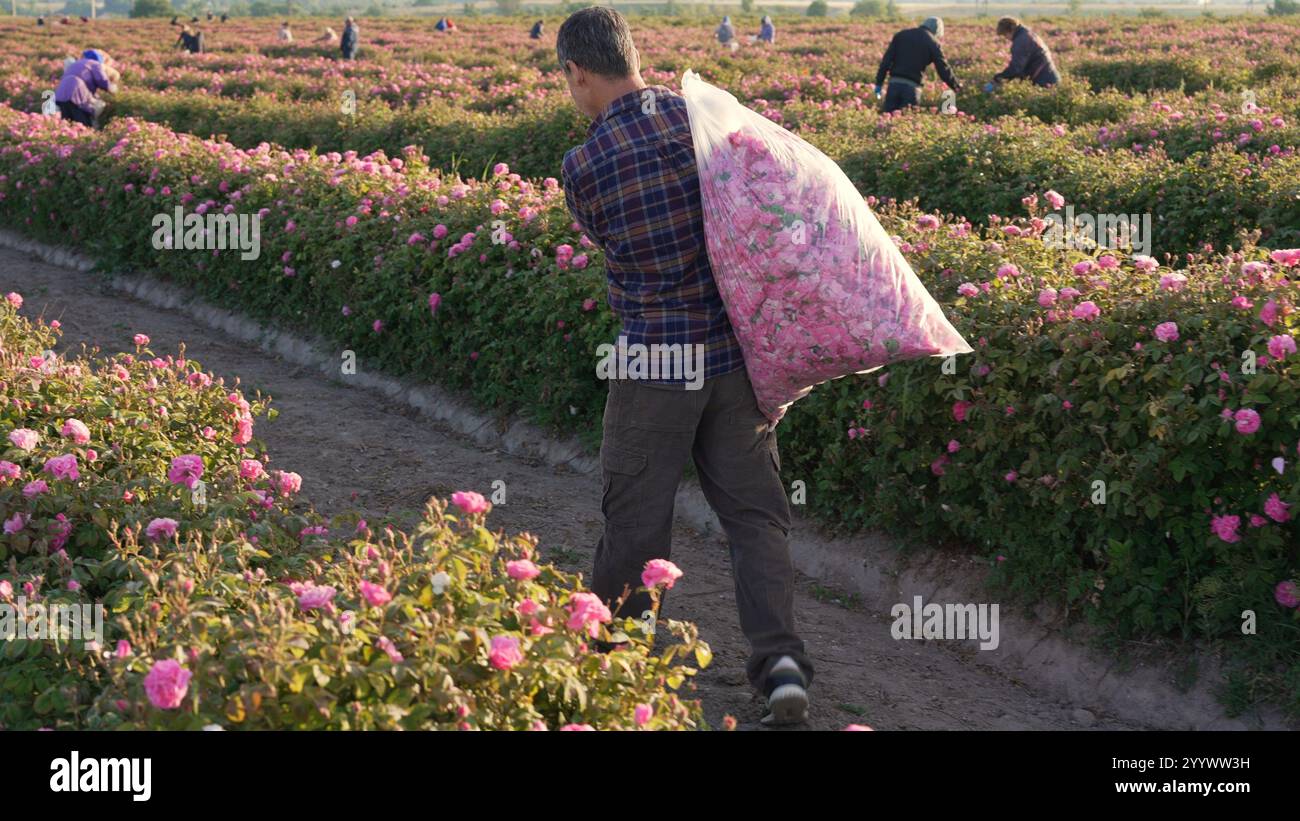 Hand picking of rose petals hi-res stock photography and images - Alamy