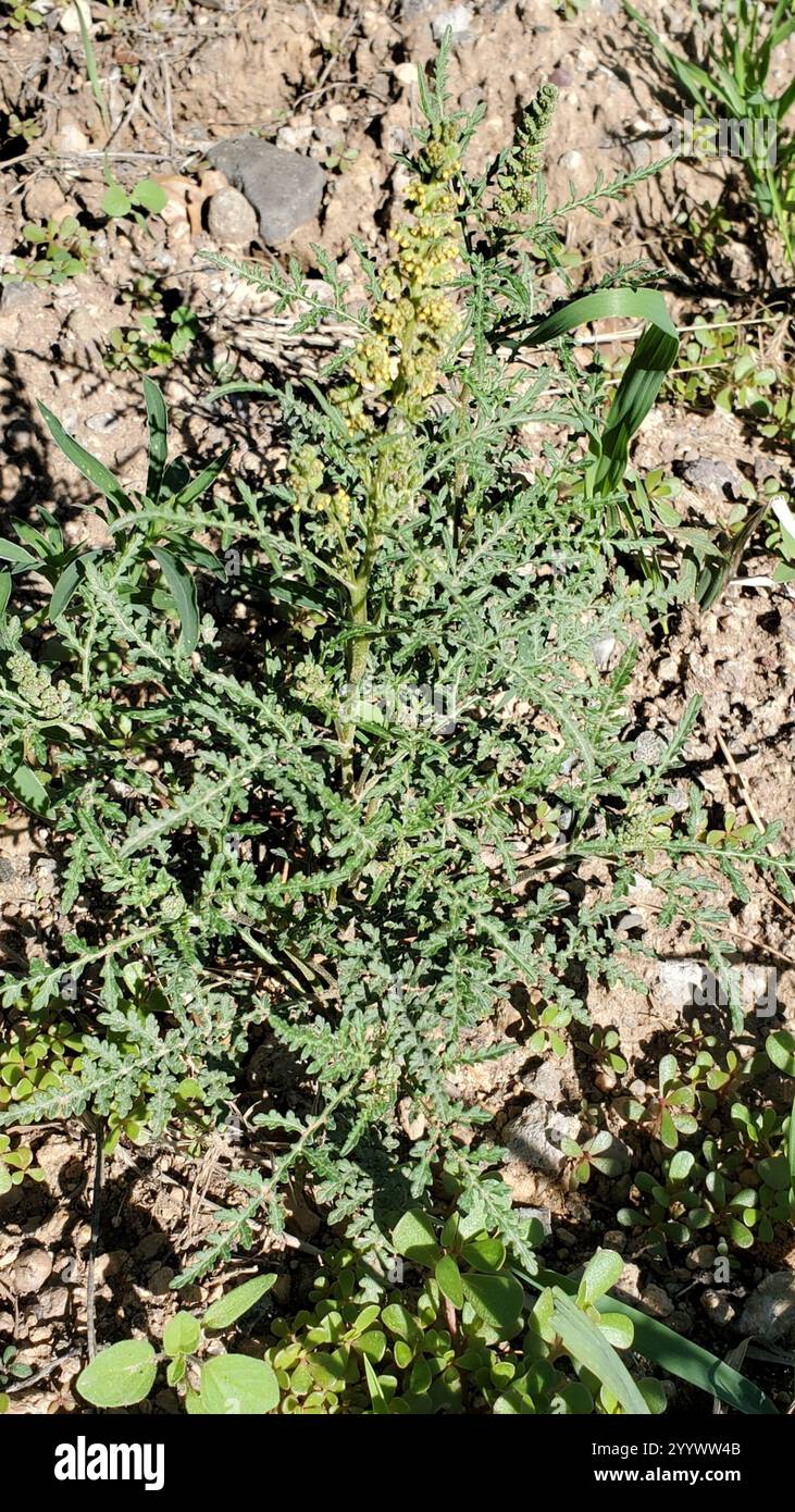 Skeletonleaf Bur Ragweed (Ambrosia tomentosa Stock Photo - Alamy