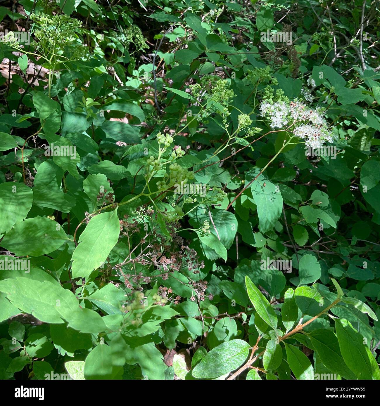 Shinyleaf Meadowsweet (Spiraea lucida Stock Photo - Alamy