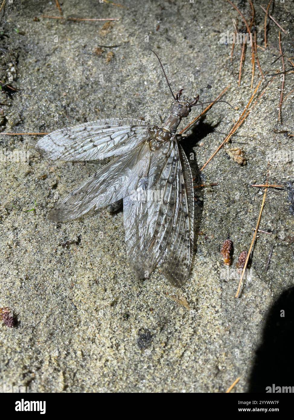 Eastern Dobsonfly (Corydalus cornutus Stock Photo - Alamy