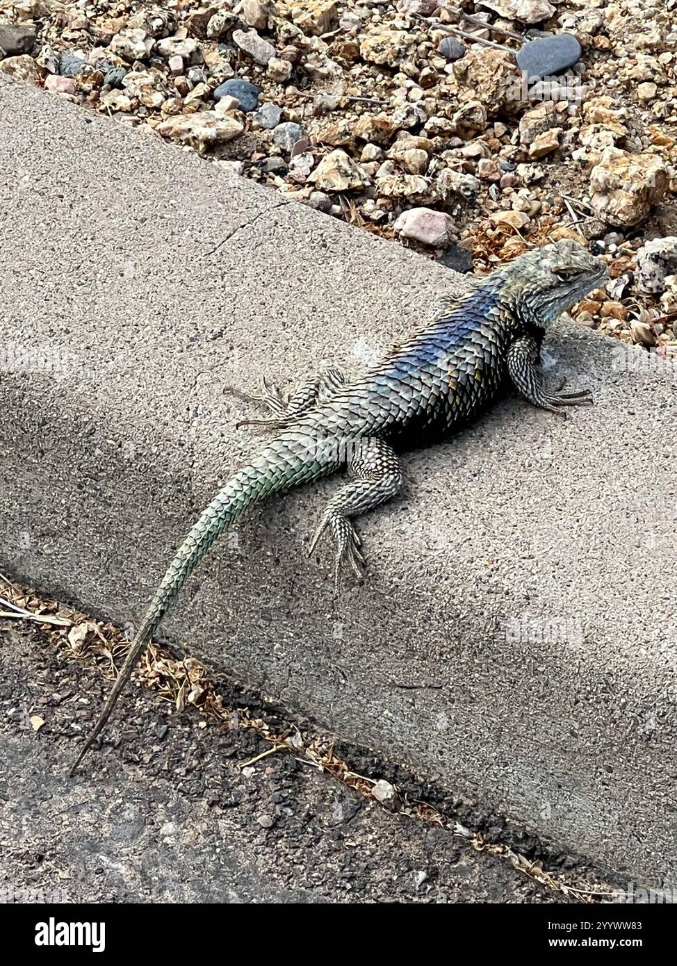Desert Spiny Lizard (Sceloporus magister Stock Photo - Alamy