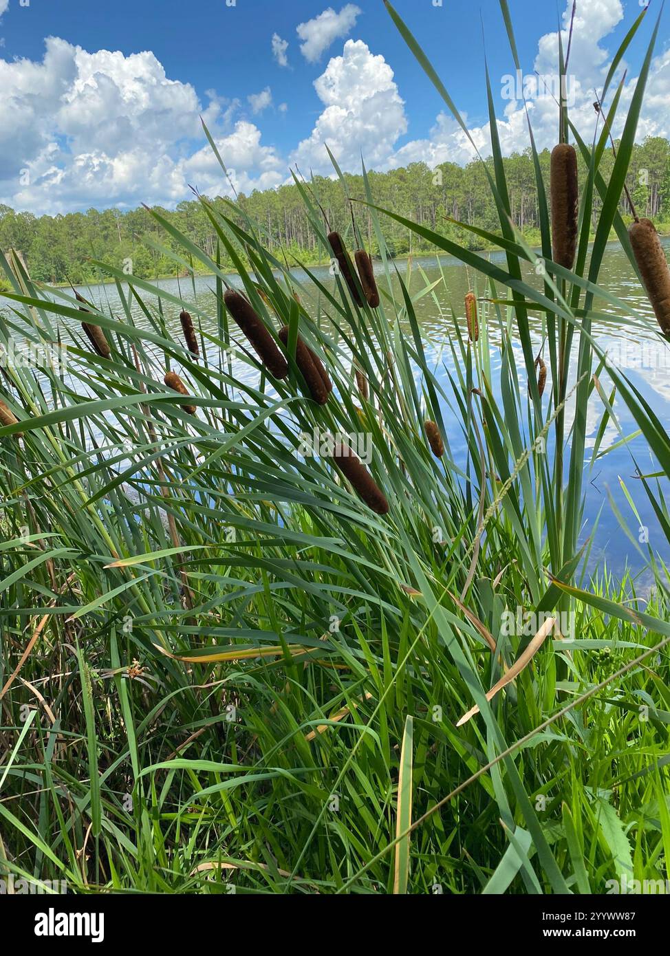 broadleaf cattail (Typha latifolia Stock Photo - Alamy