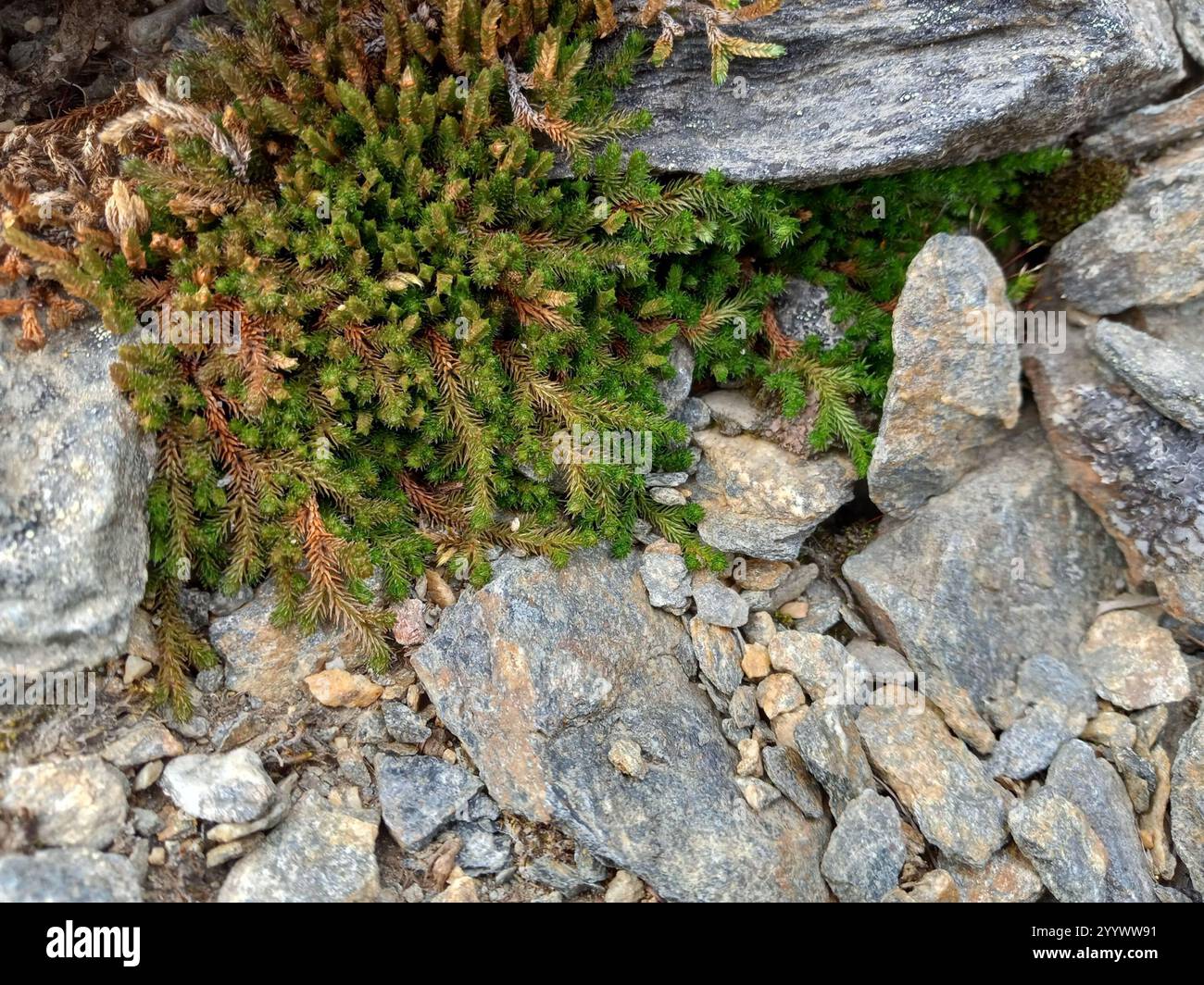 Siberian Spikemoss (Selaginella sibirica Stock Photo - Alamy
