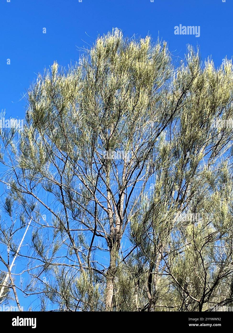 Buloke (Allocasuarina luehmannii Stock Photo - Alamy
