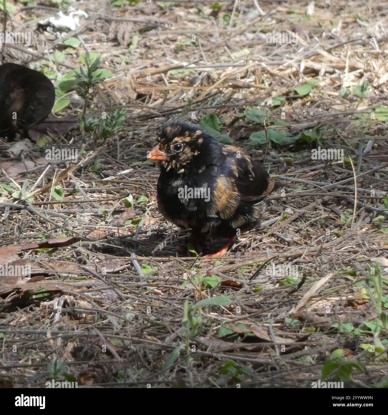 Village Indigobird (Vidua chalybeata Stock Photo - Alamy
