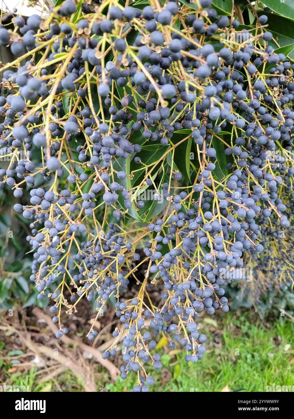 tree privet (Ligustrum lucidum Stock Photo - Alamy