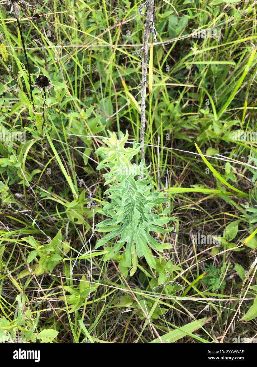 Appalachian blazing star hi-res stock photography and images - Alamy