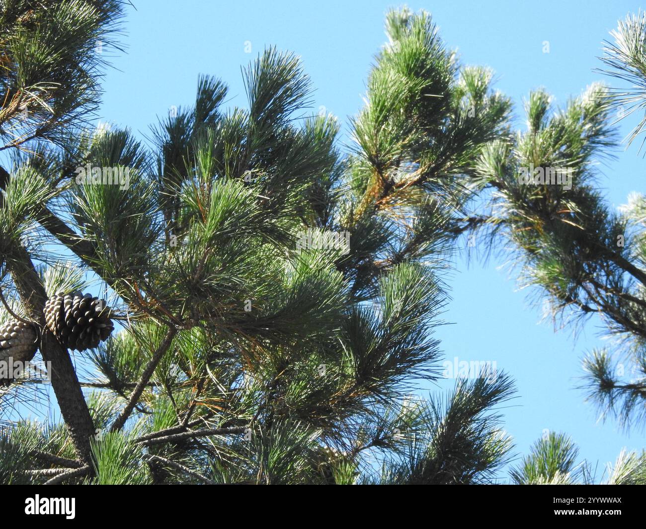 Monterey pine (Pinus radiata Stock Photo - Alamy