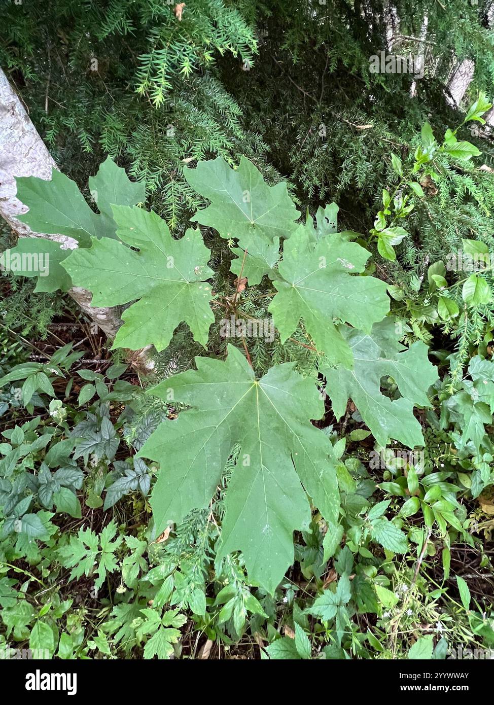 bigleaf maple (Acer macrophyllum Stock Photo - Alamy