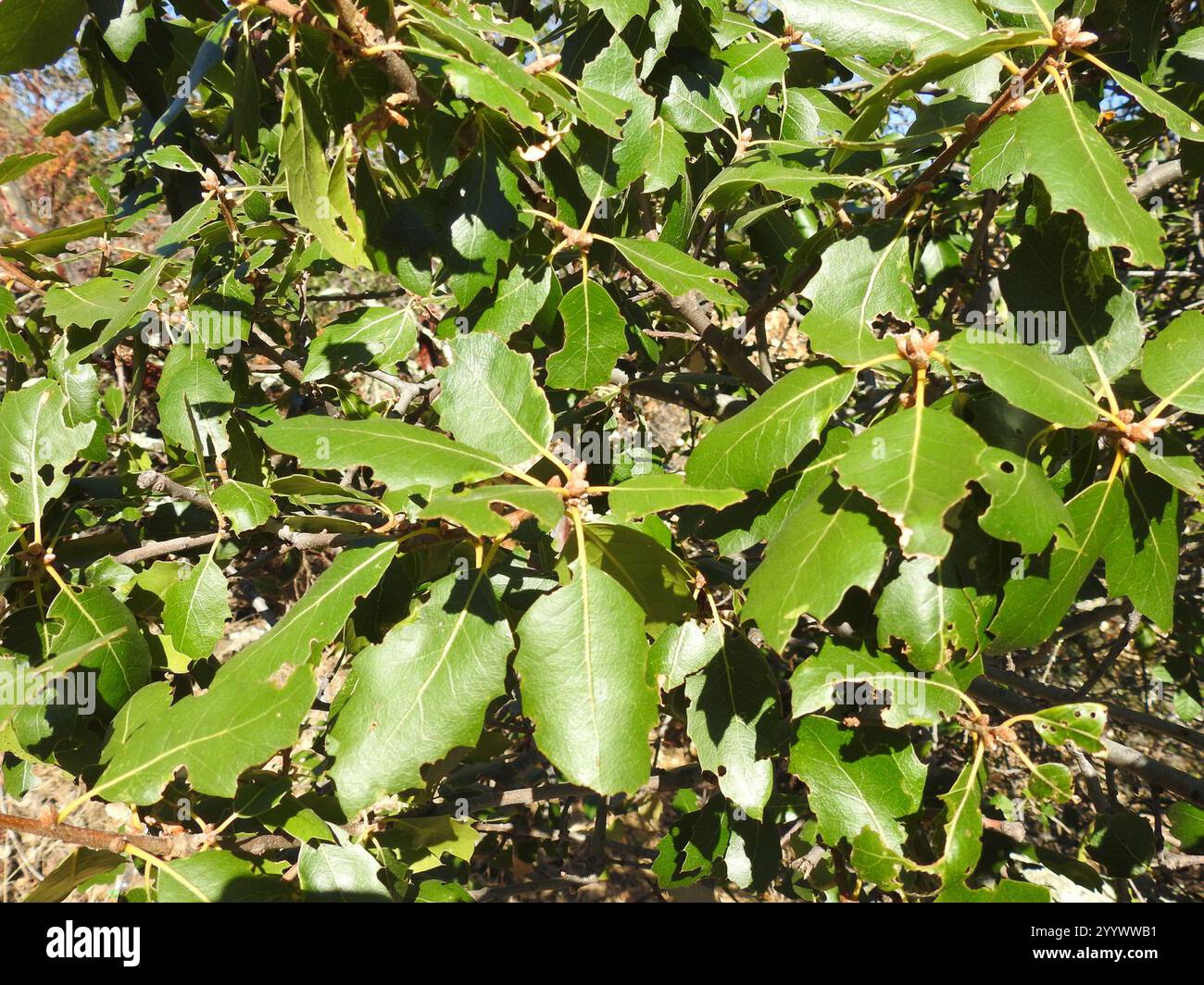 Oracle Oak (Quercus × morehus Stock Photo - Alamy