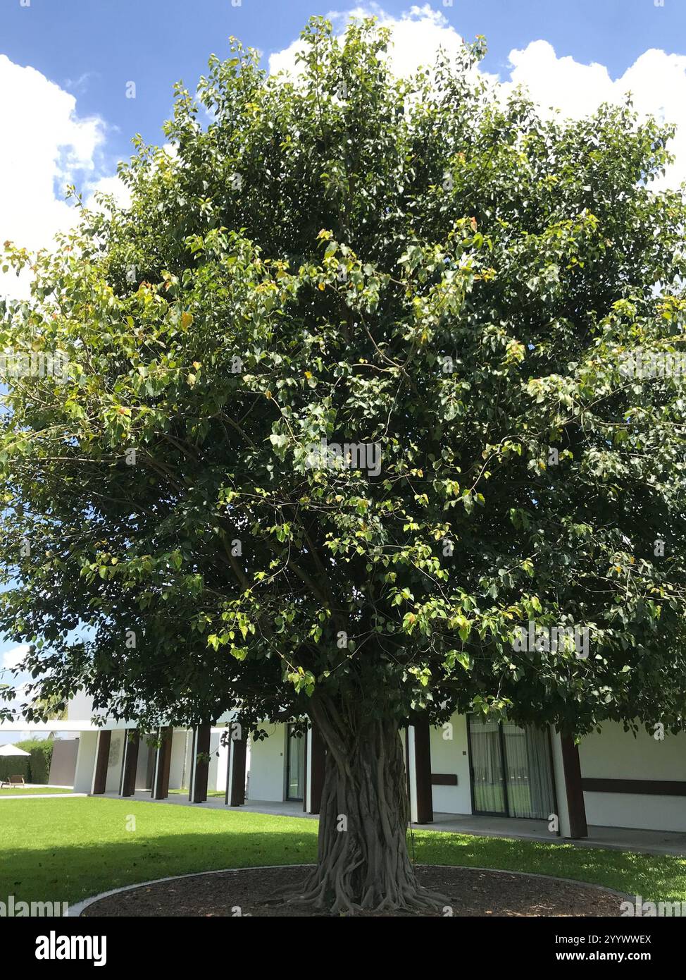 Sacred fig (Ficus religiosa Stock Photo - Alamy