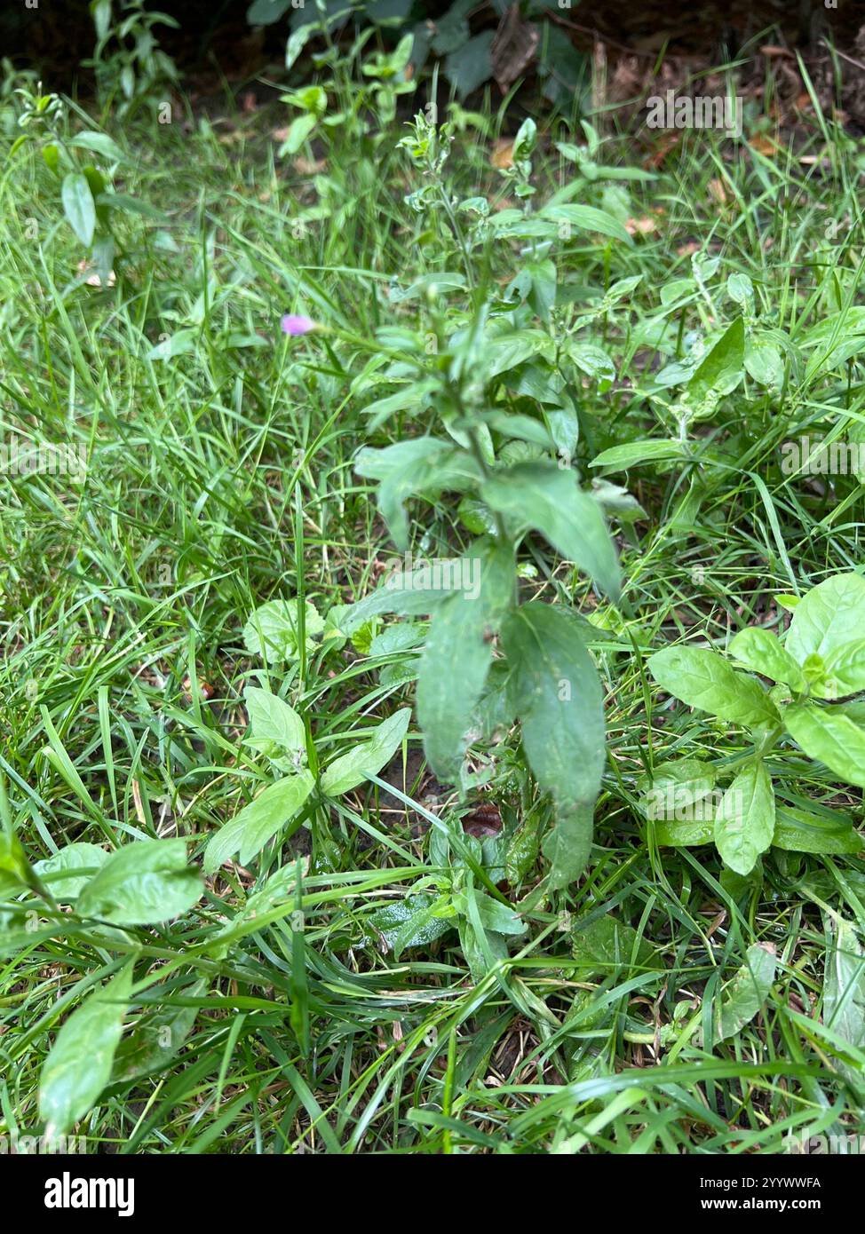 Broad leaved willowherb epilobium montanum hi-res stock photography and ...